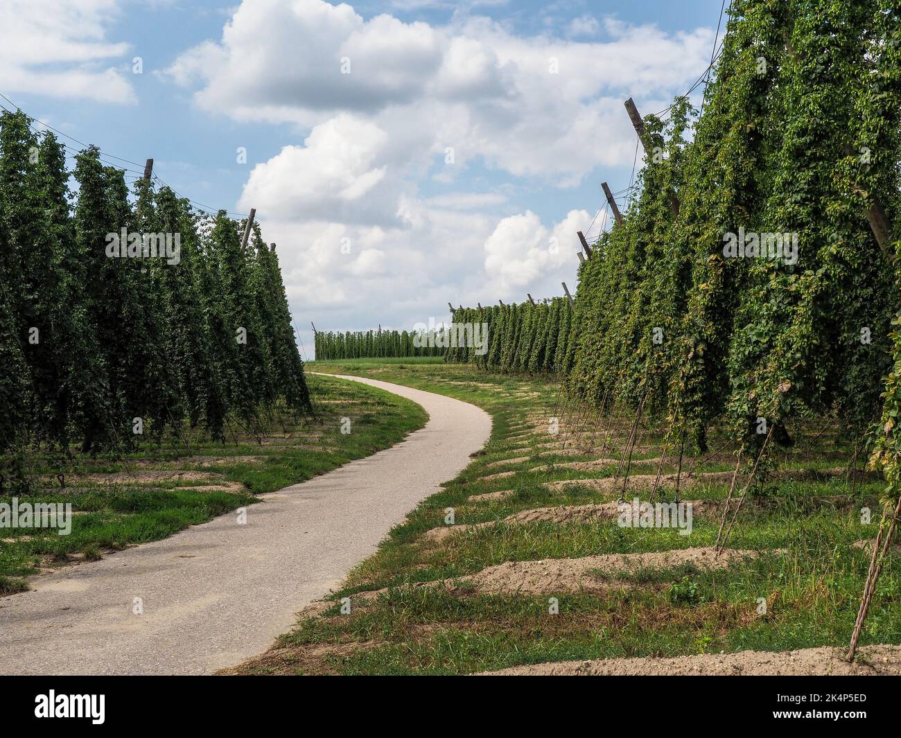 Bavaria, Germany: Hop cultivation for beer production Stock Photo - Alamy