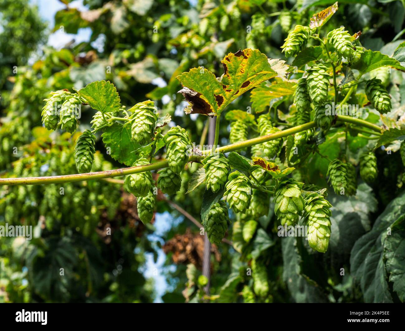 Bavaria, Germany: Hop cultivation for beer production Stock Photo - Alamy
