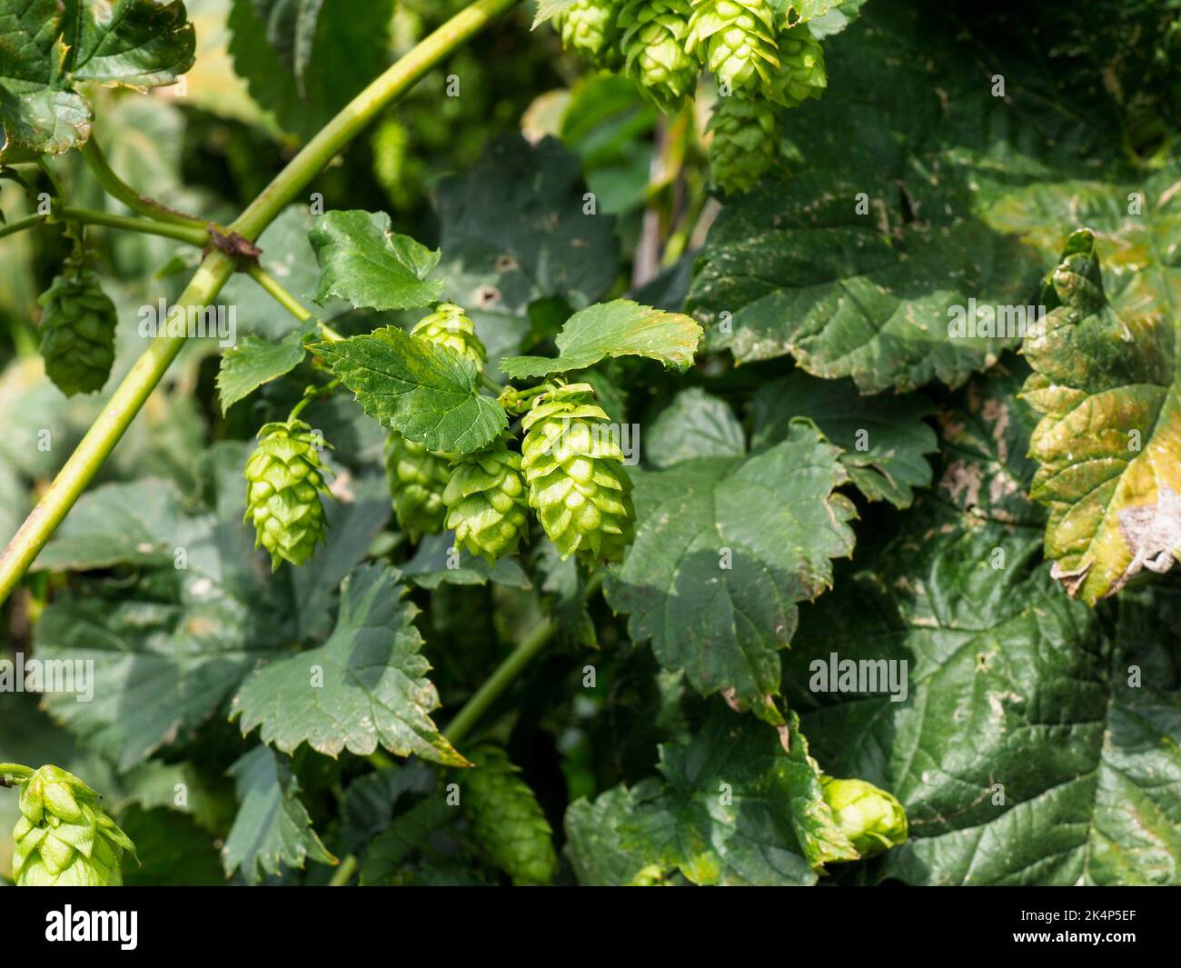 Bavaria, Germany: Hop cultivation for beer production Stock Photo - Alamy