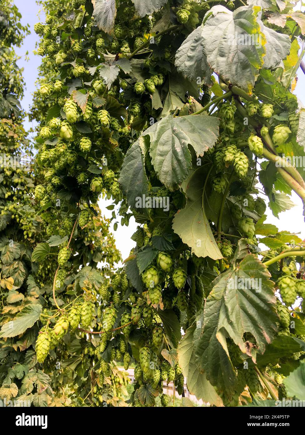 Bavaria, Germany: Hop cultivation for beer production Stock Photo - Alamy