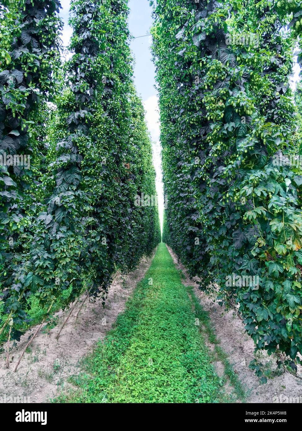 Bavaria, Germany: Hop cultivation for beer production Stock Photo - Alamy