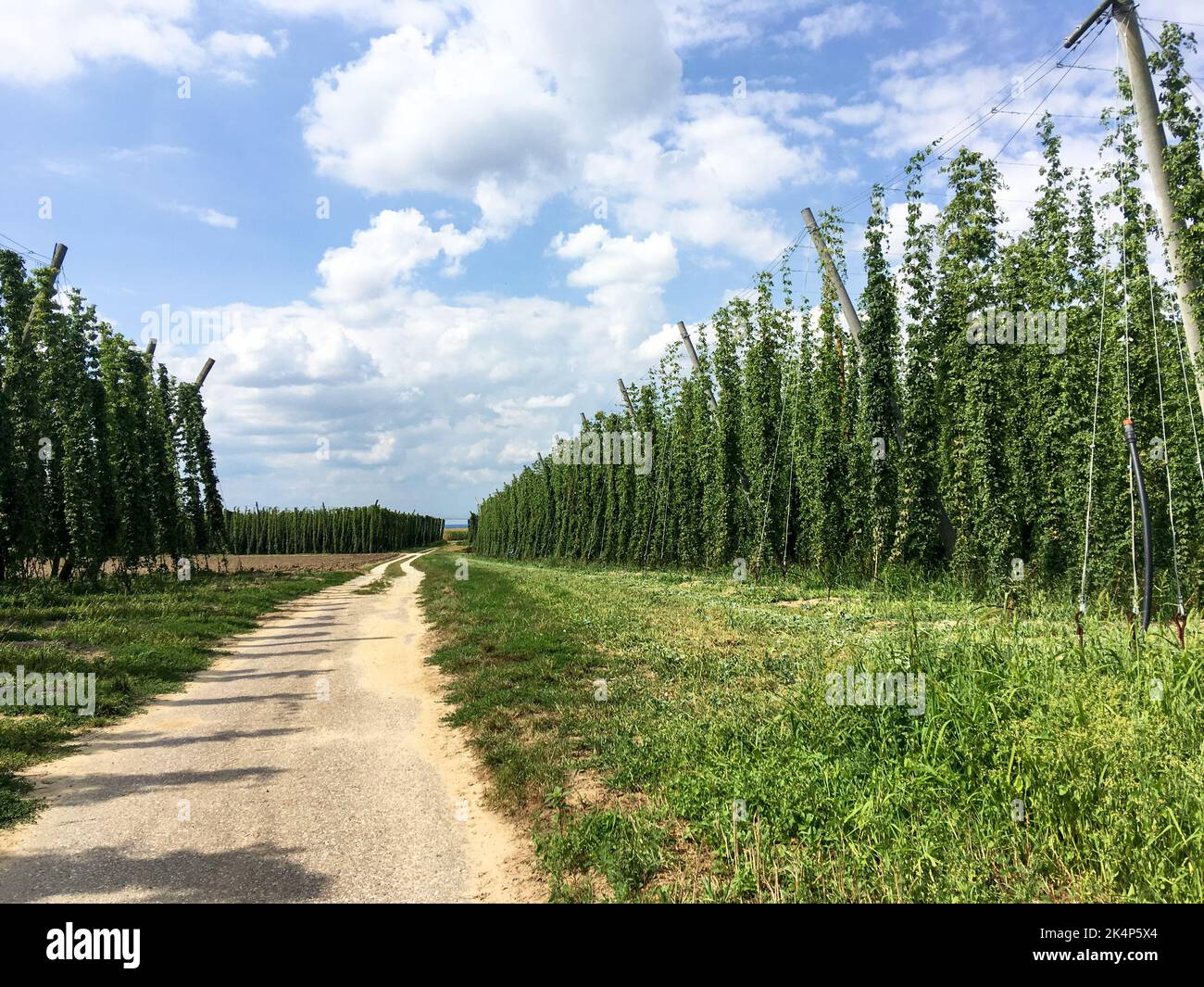 Bavaria, Germany: Hop cultivation for beer production Stock Photo - Alamy