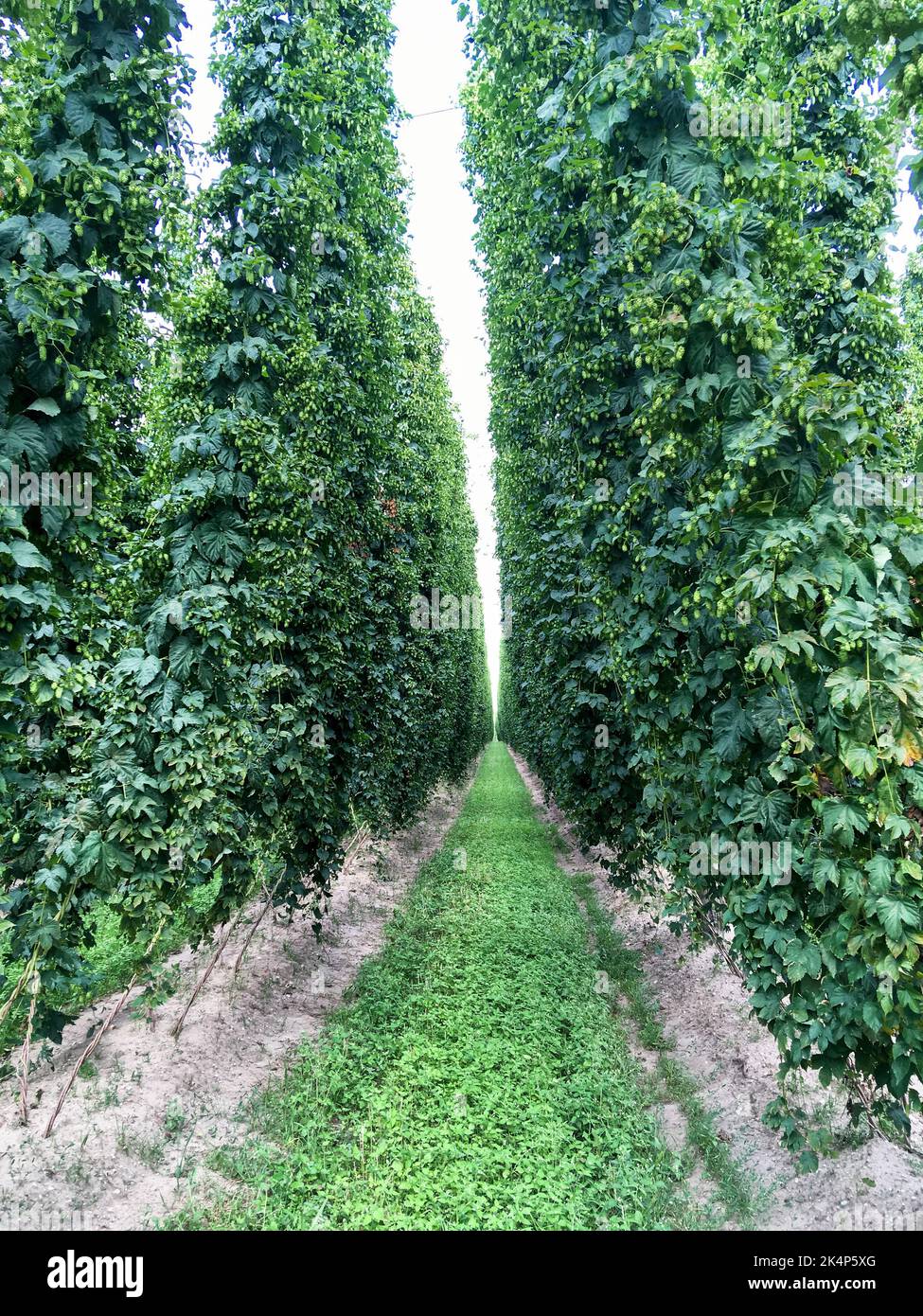 Hop cultivation in bavaria hi-res stock photography and images - Alamy