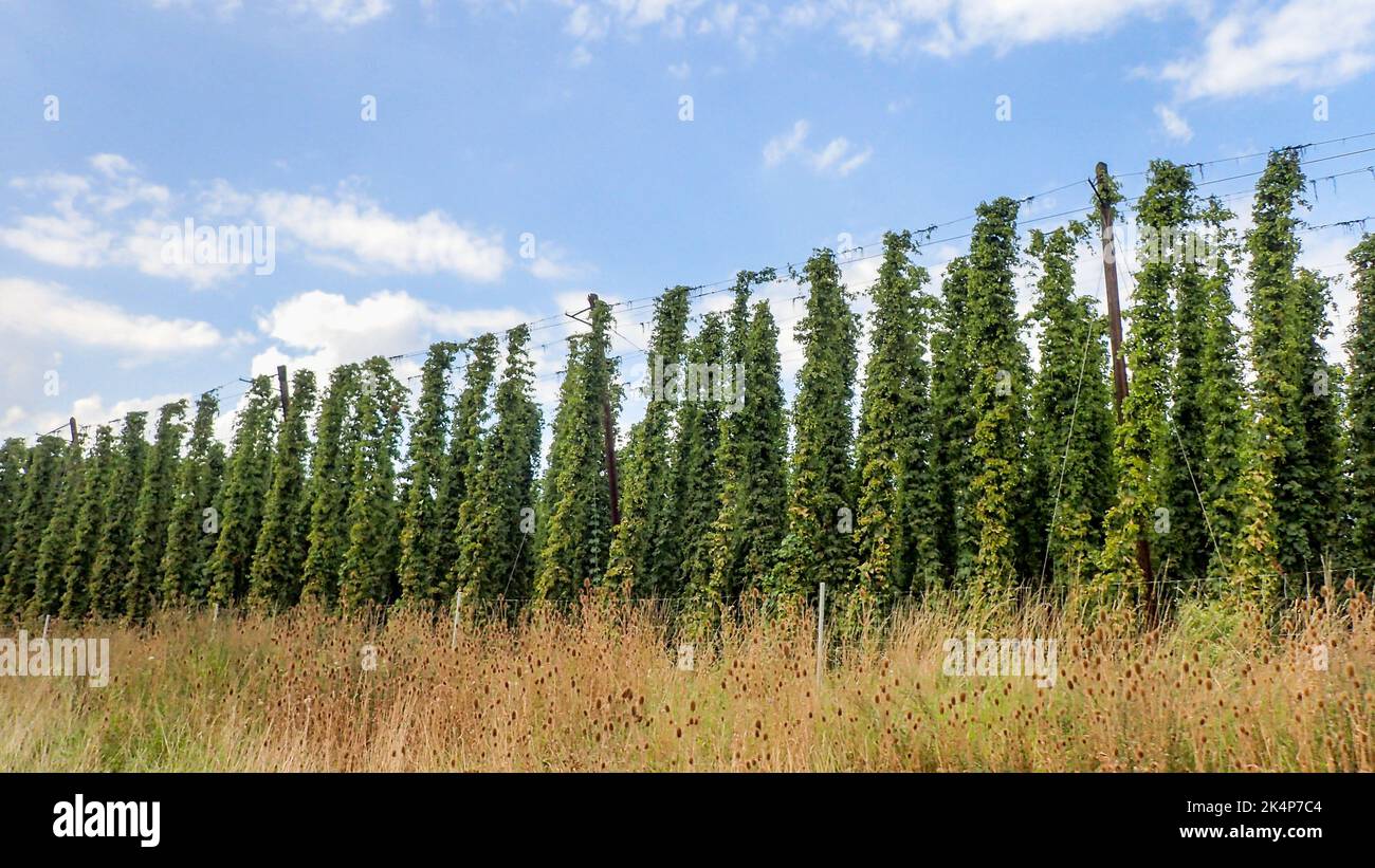 Bavaria, Germany: Hop cultivation for beer production Stock Photo - Alamy