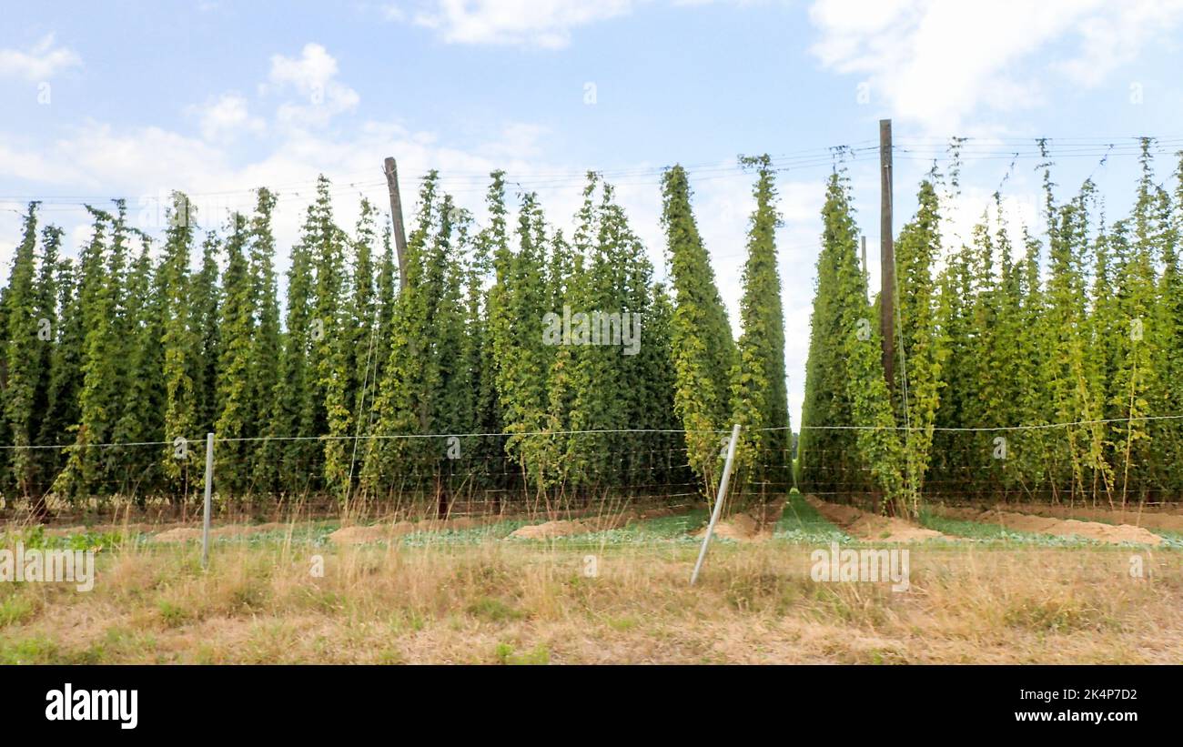Bavaria, Germany: Hop cultivation for beer production Stock Photo - Alamy