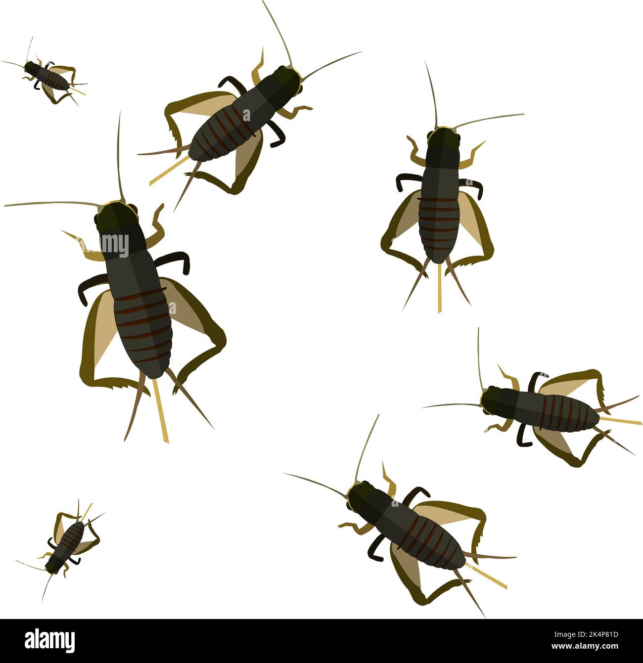 Cricket insect Stock Vector Images - Alamy