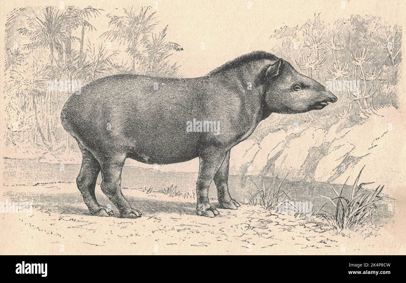 Antique engraved illustration of the tapir. Vintage illustration of the ...