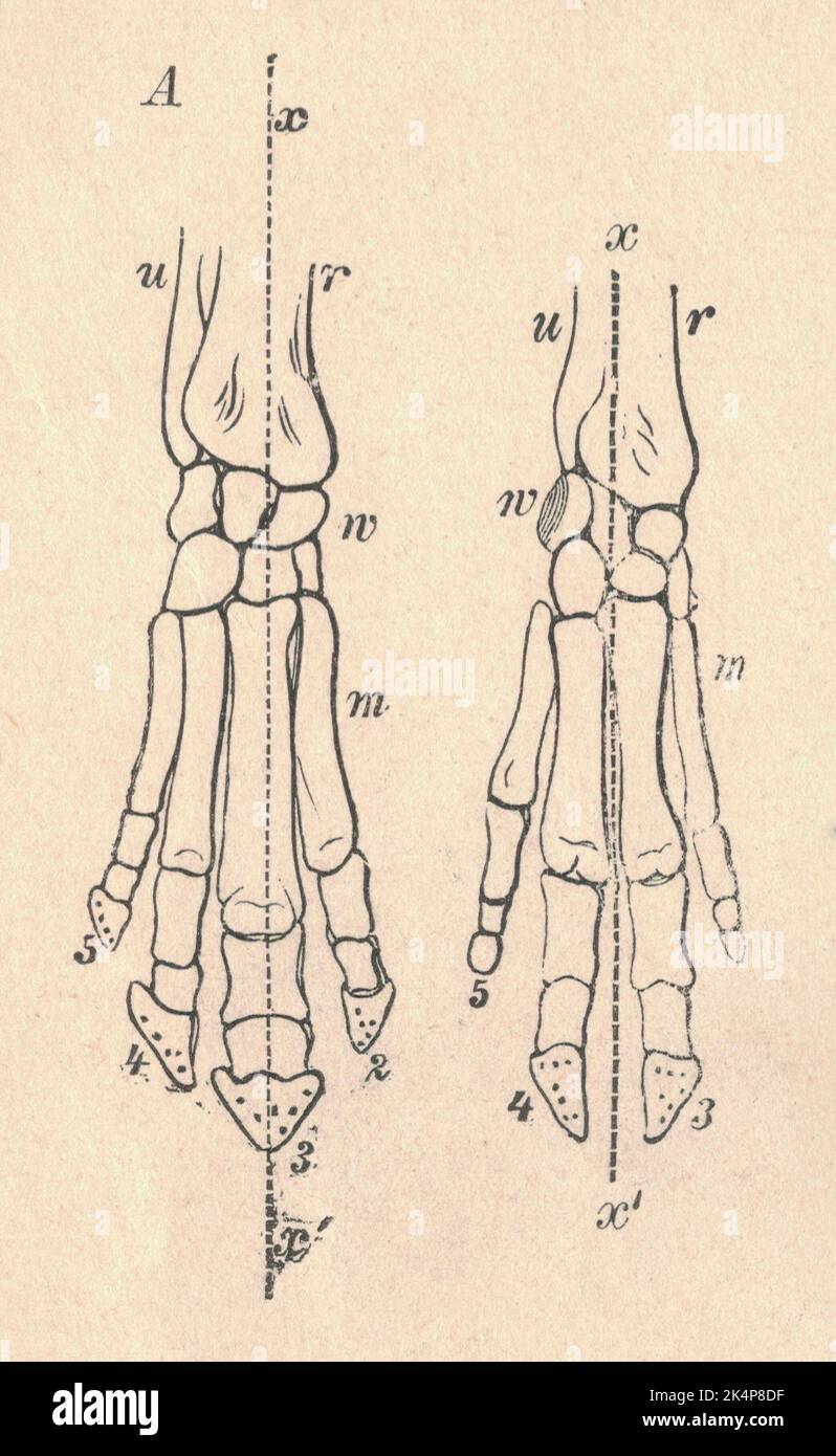 Antique engraved illustration: A - forelimb of the tapir, B - forelimb ...