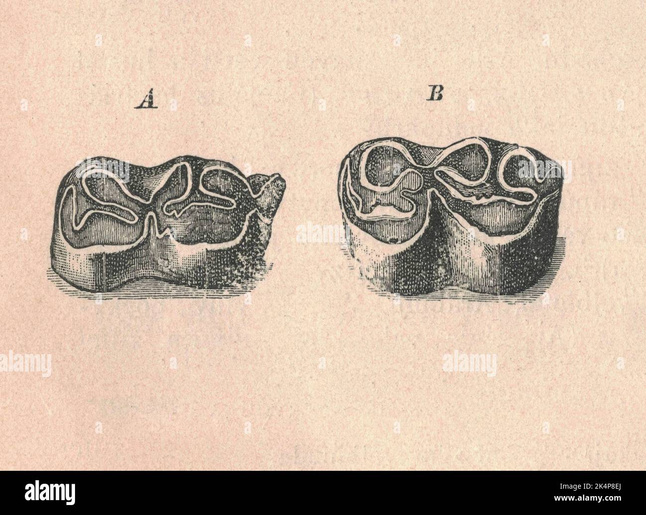 Horse anatomy drawing hi-res stock photography and images - Alamy