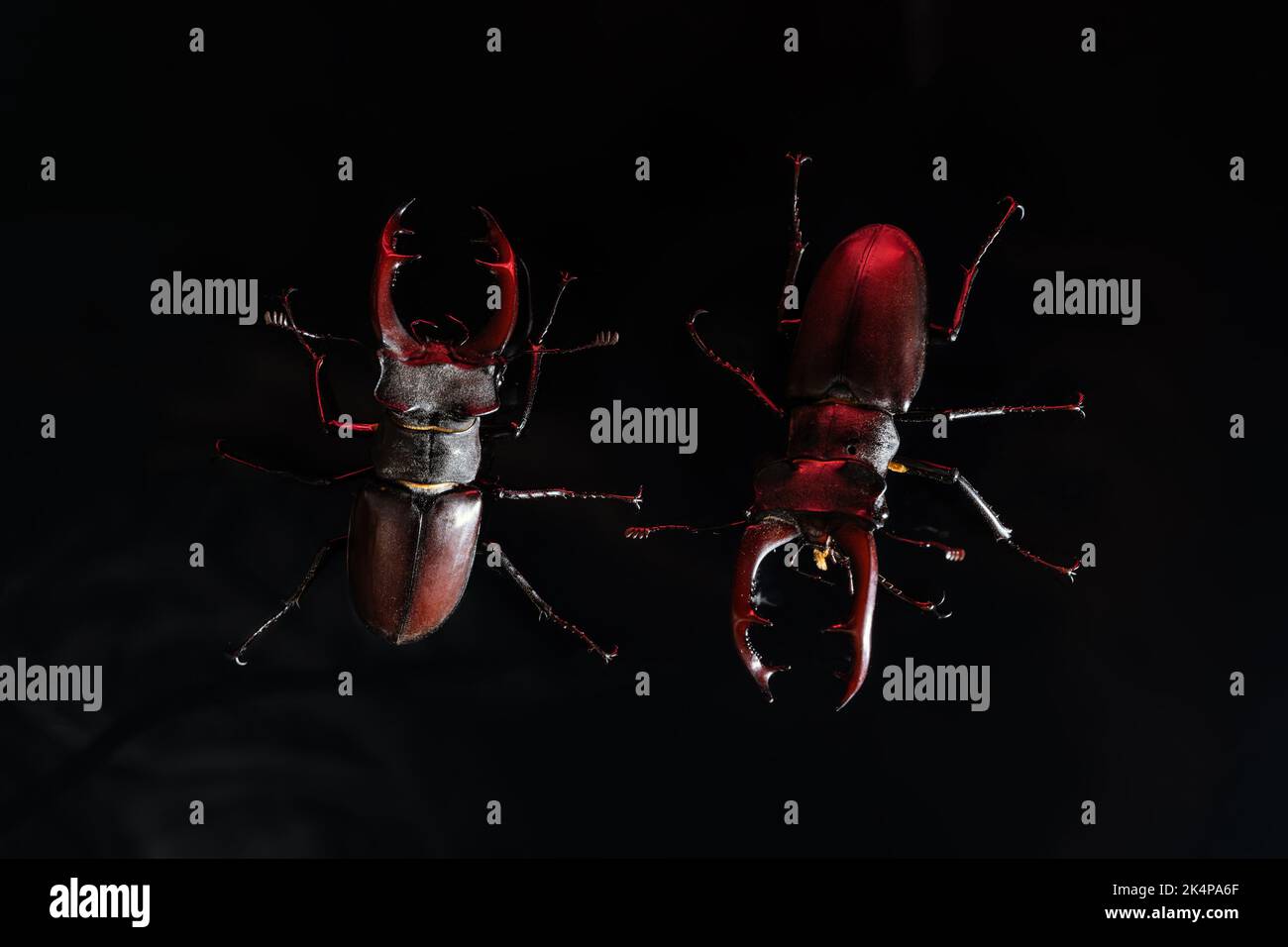 Largest beetles hi-res stock photography and images - Alamy