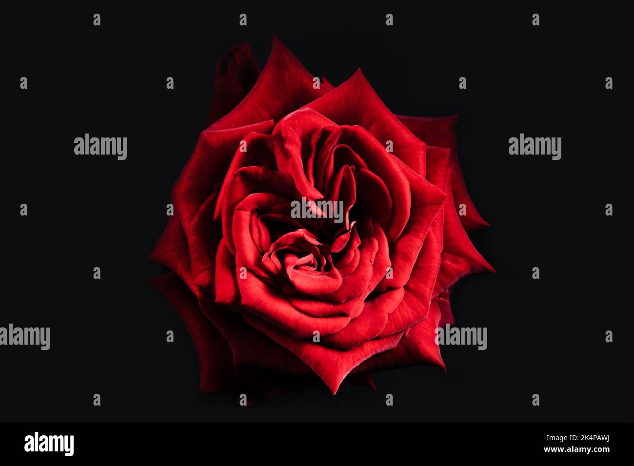 Bloom timelapse hi-res stock photography and images - Alamy