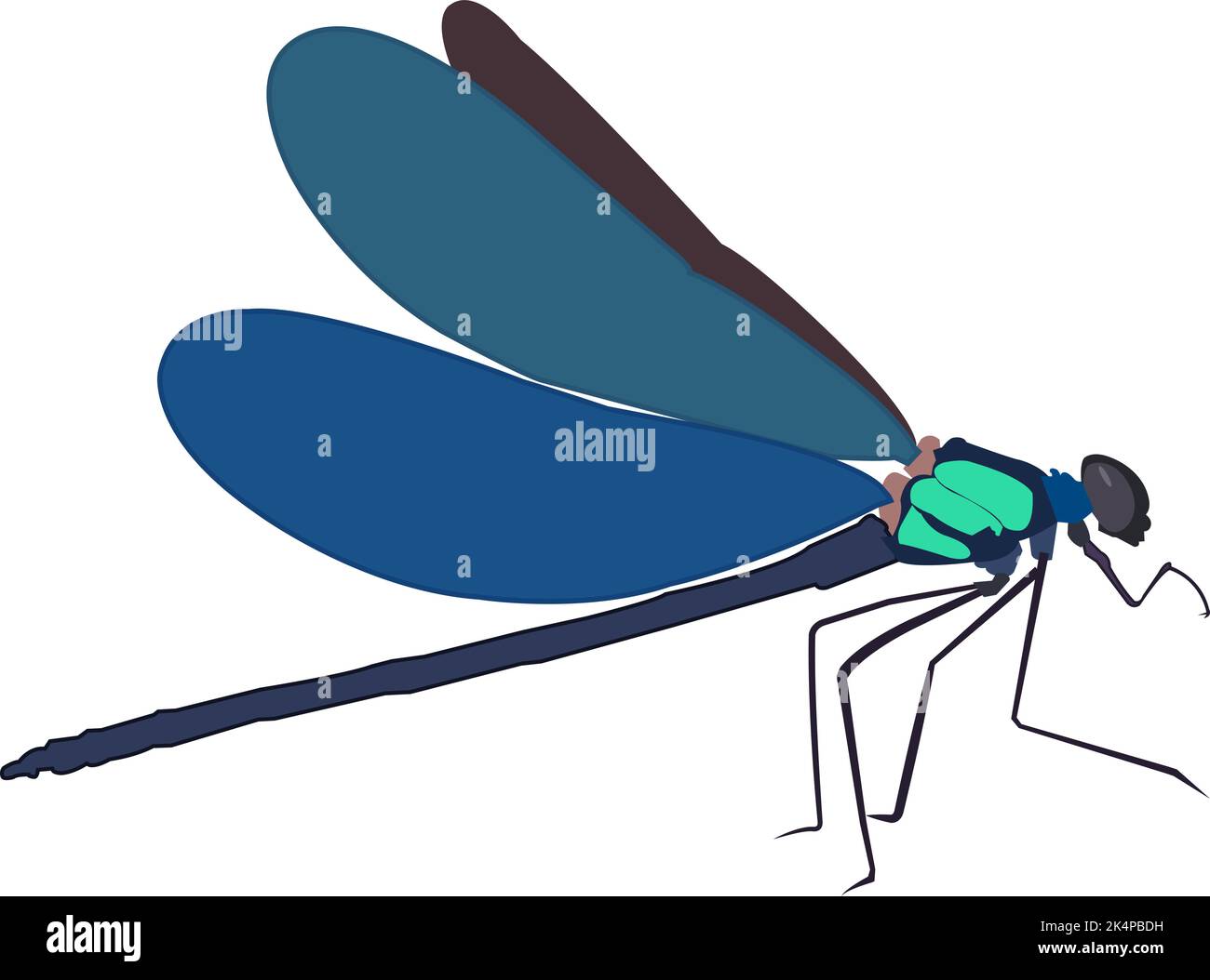 Elegant dragonfly, illustration, vector on a white background Stock ...
