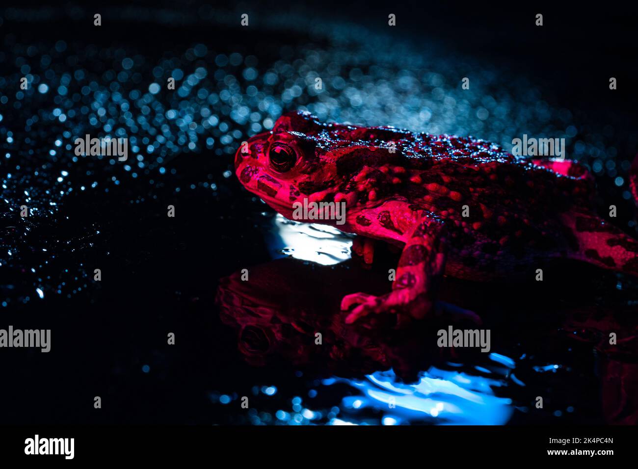 Wild ground toad under rain drops, close-up night shot, blue neon ...