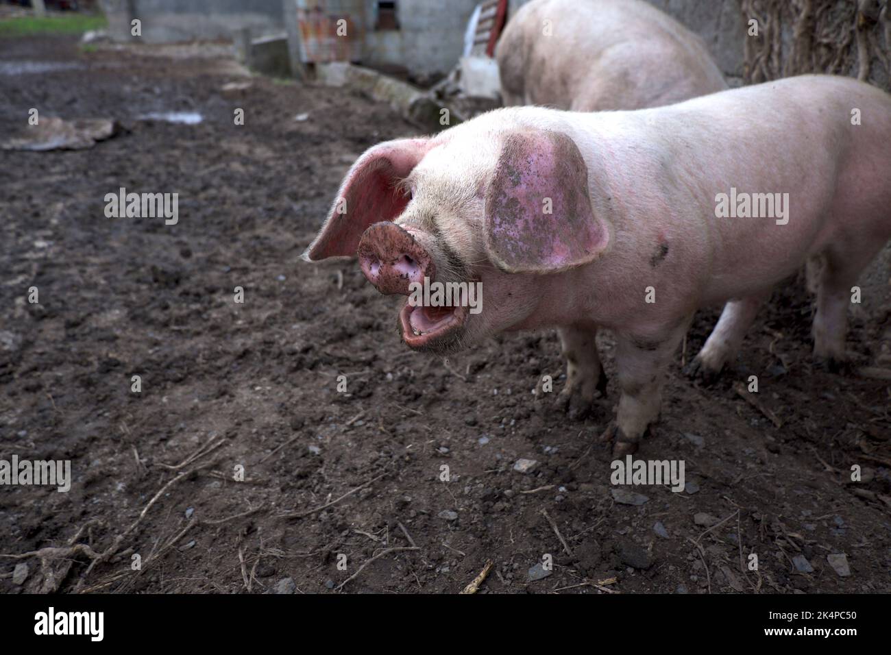 hogs pig pen Padstow Cornwall UK Stock Photo - Alamy