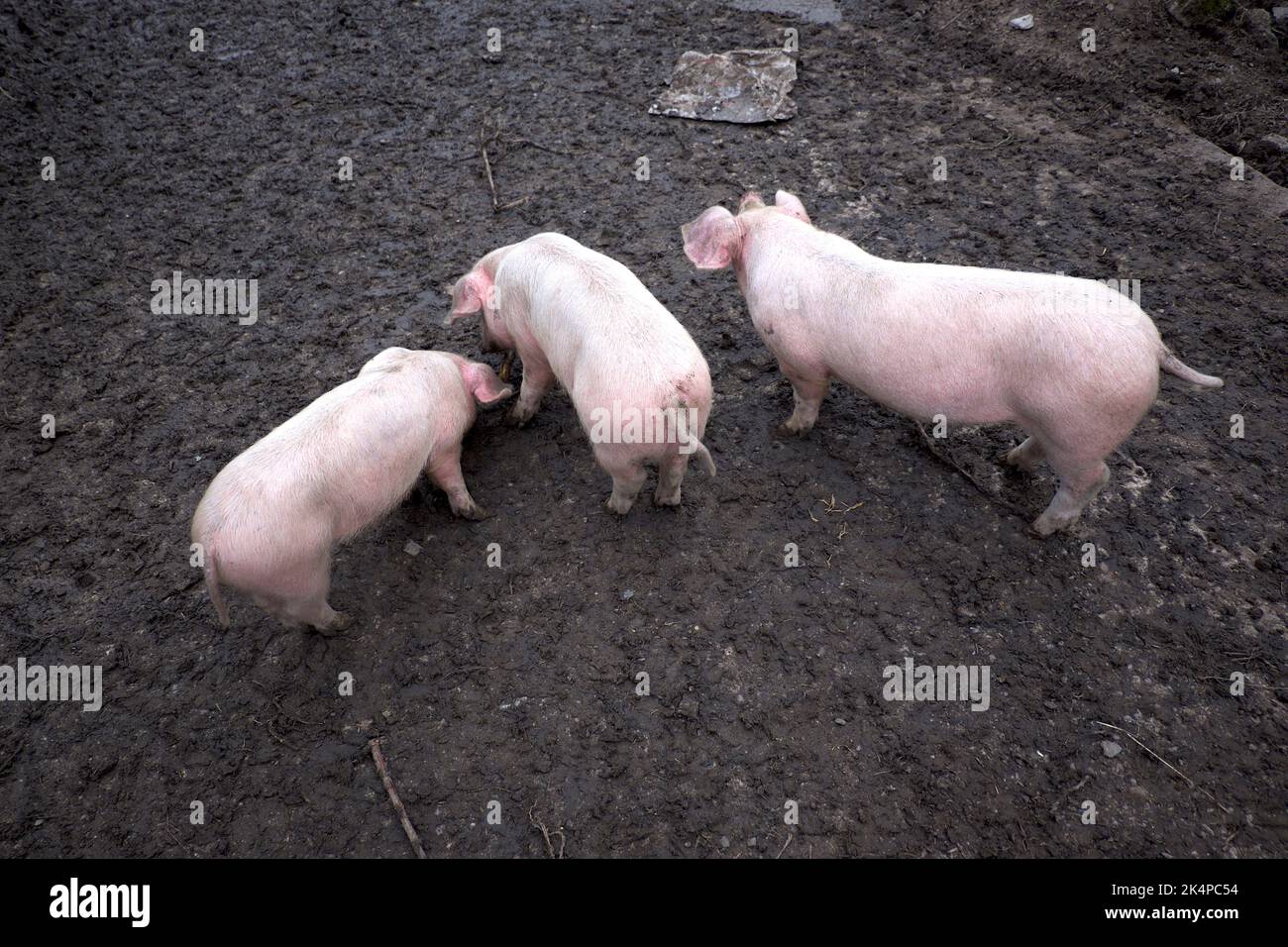 hogs pig pen Padstow Cornwall UK Stock Photo - Alamy