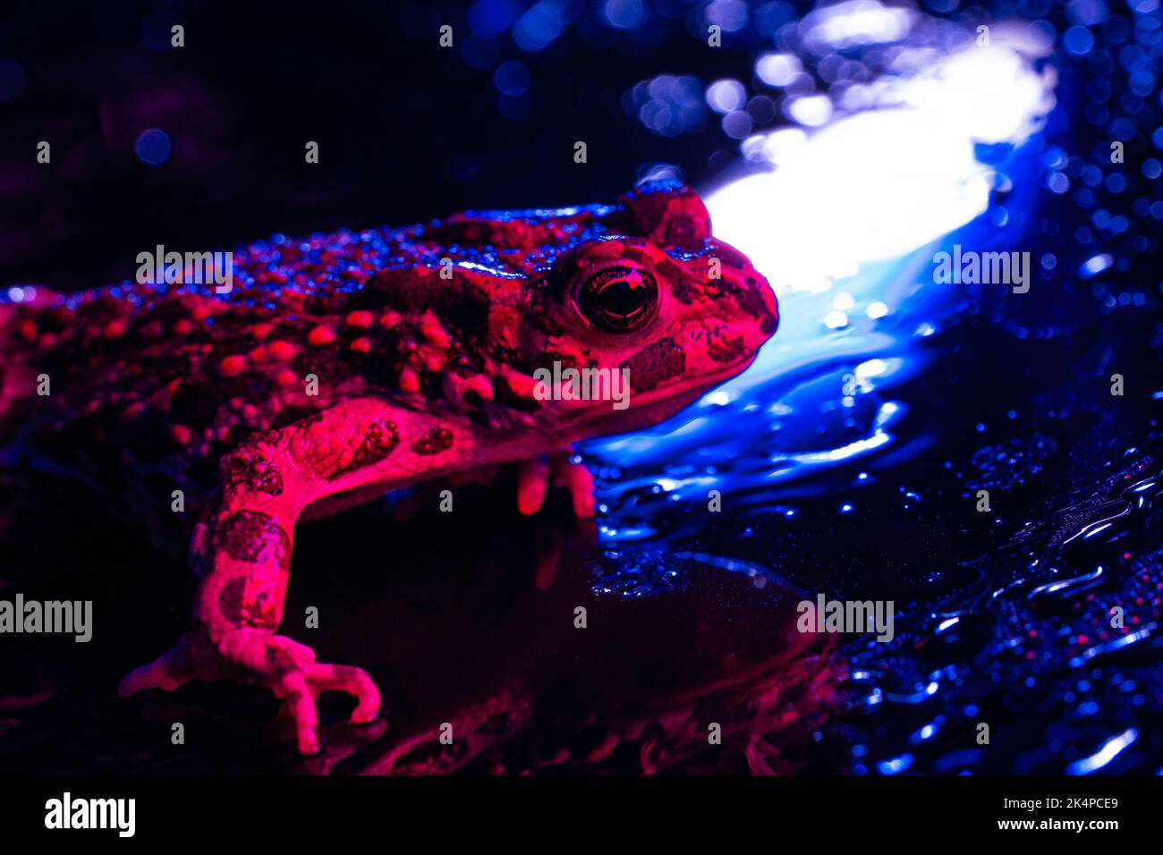 Wild ground toad under rain drops, close-up night shot, blue neon ...