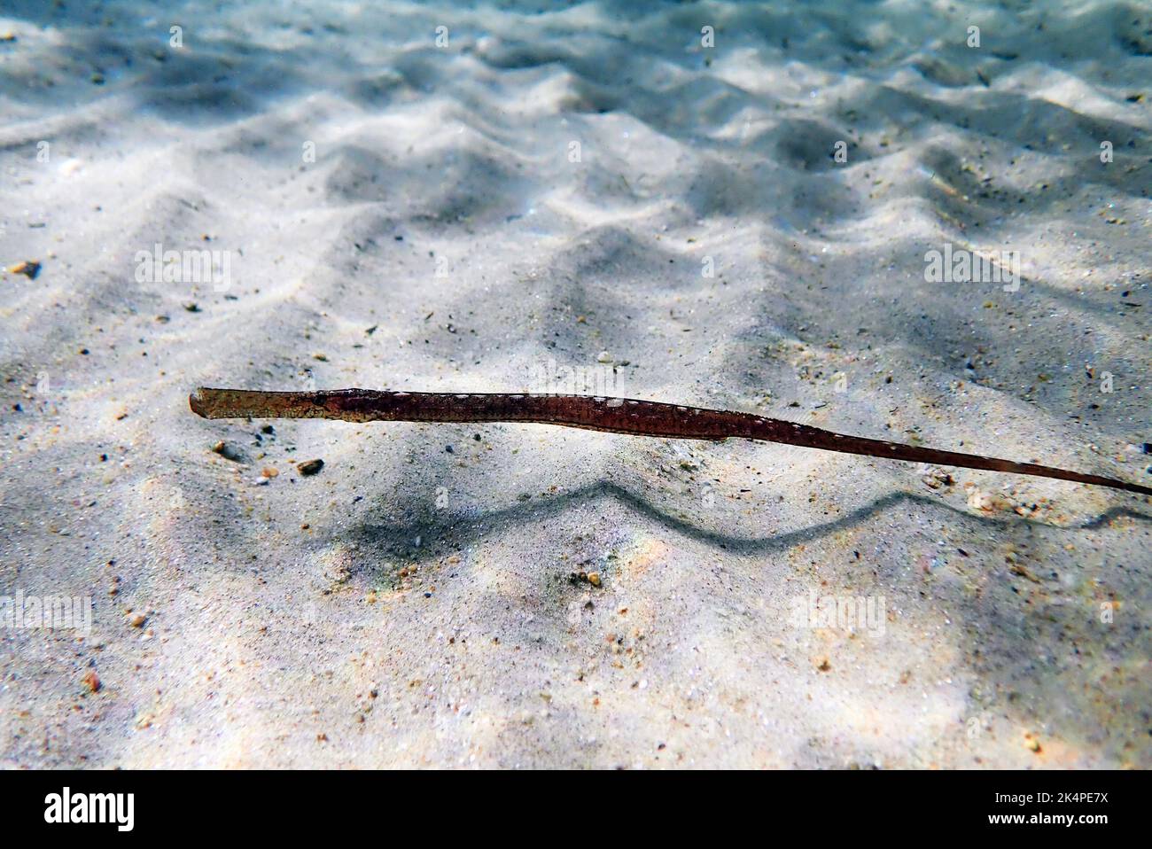 Underwater image in to the Mediterranean sea of Broadnosed pipefish ...