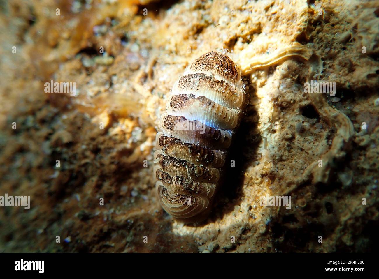 Chiton species hi-res stock photography and images - Alamy