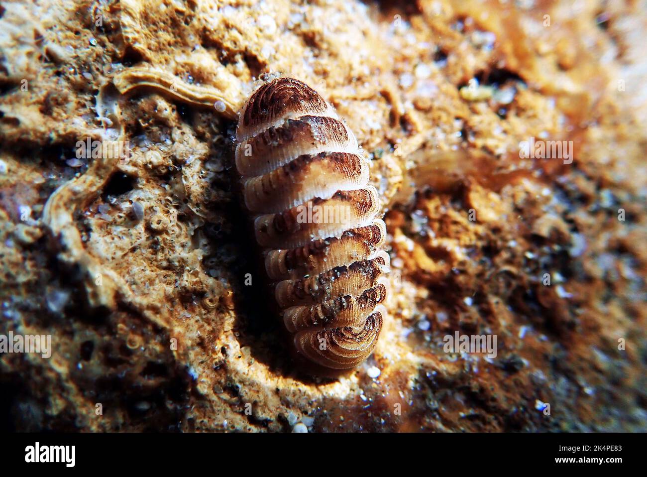 Common sea Chiton snail - (Chiton olivaceus Stock Photo - Alamy