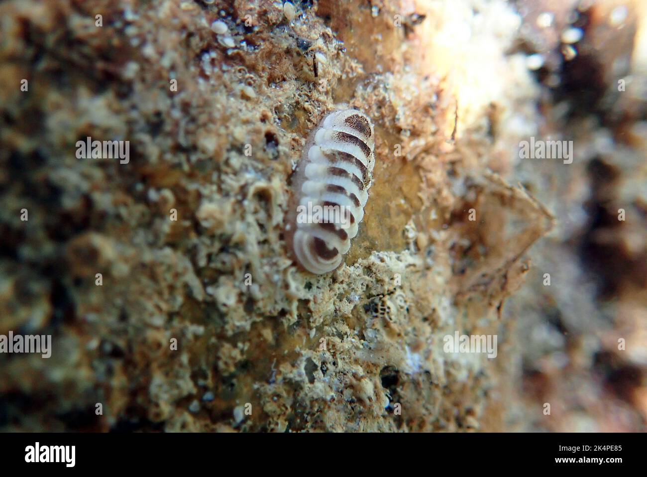 Chiton tonicella hi-res stock photography and images - Alamy