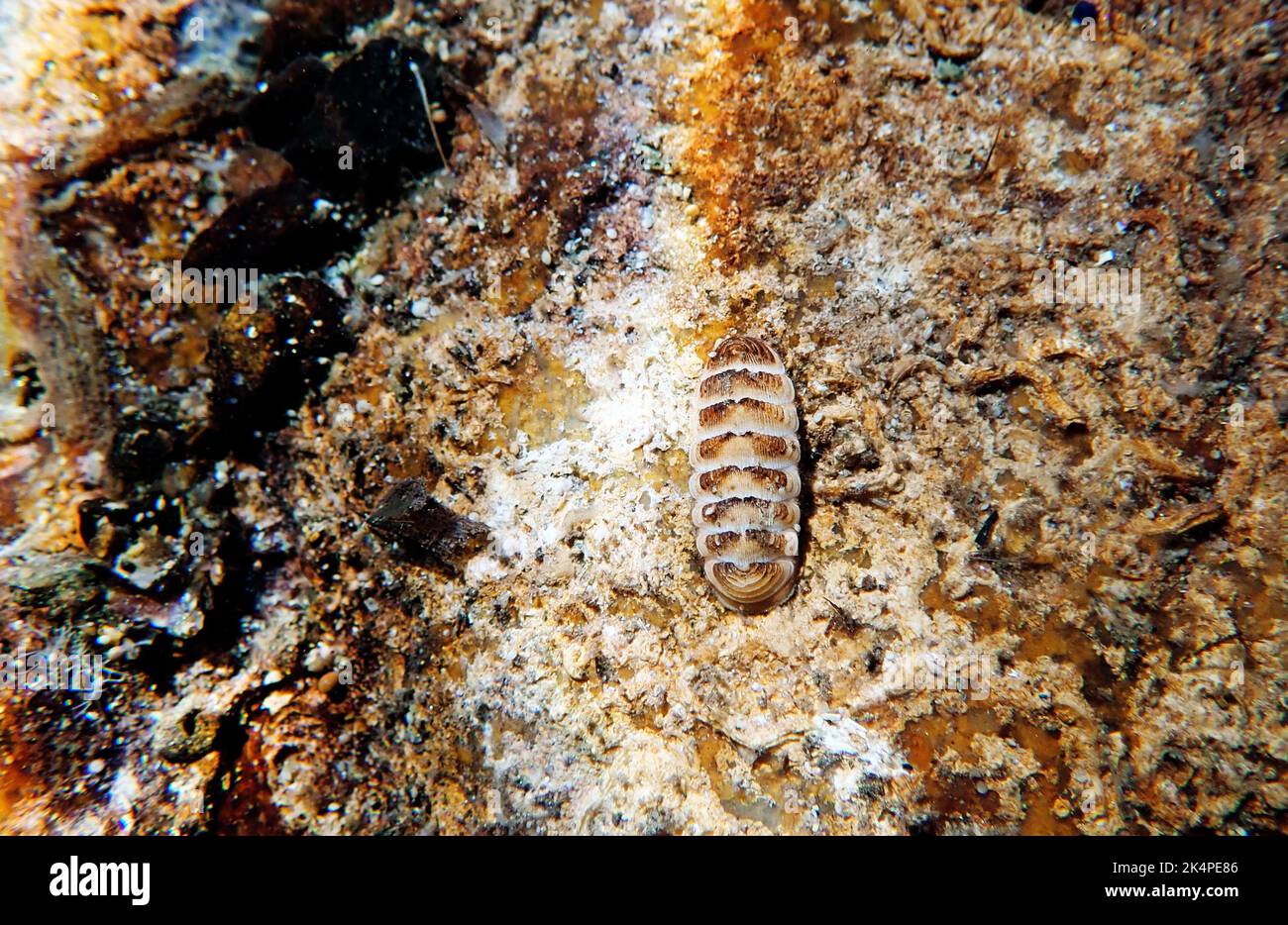 Common sea Chiton snail - (Chiton olivaceus Stock Photo - Alamy