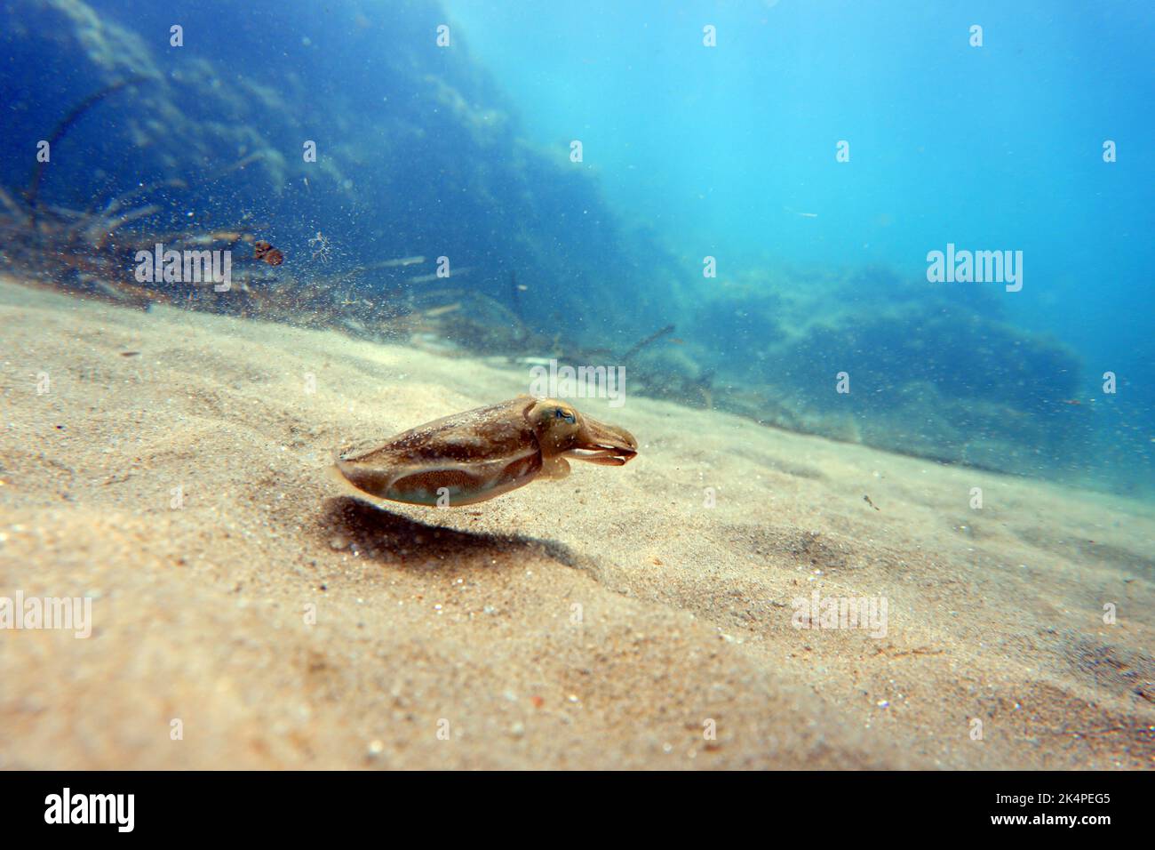 Common cuttle fish hi-res stock photography and images - Alamy