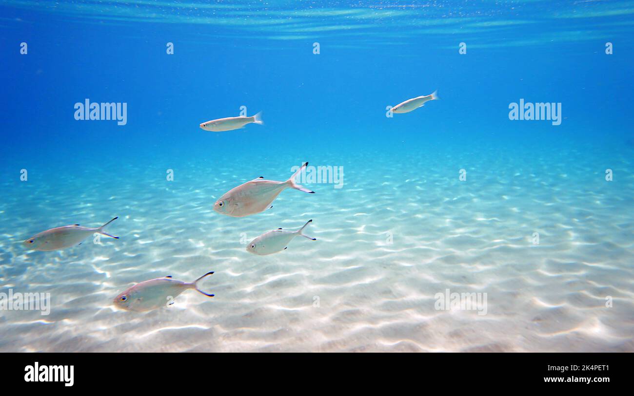 Underwater photo of Silverfish - Trachinotus ovatus Stock Photo - Alamy