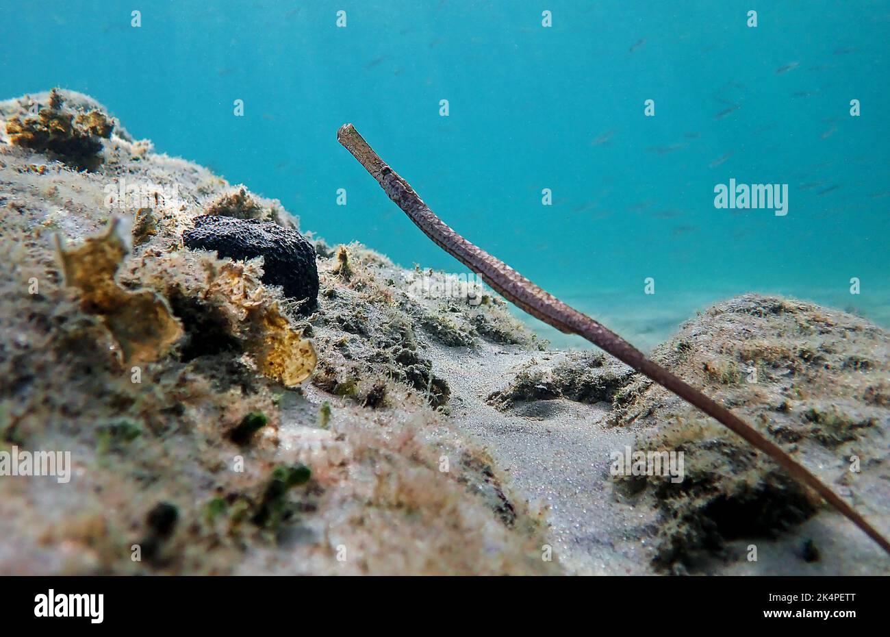 Underwater image in to the Mediterranean sea of Broadnosed pipefish ...