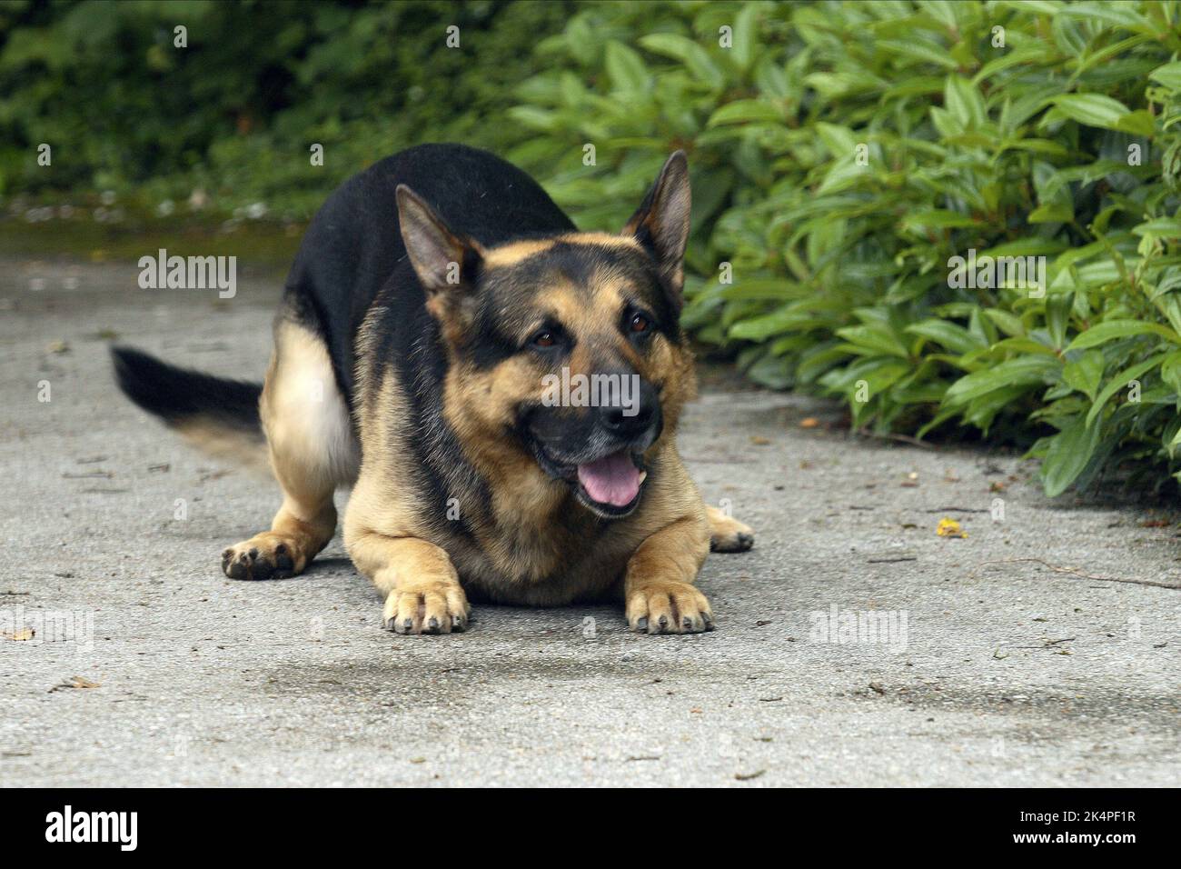 Ace the dog hi-res stock photography and images - Alamy