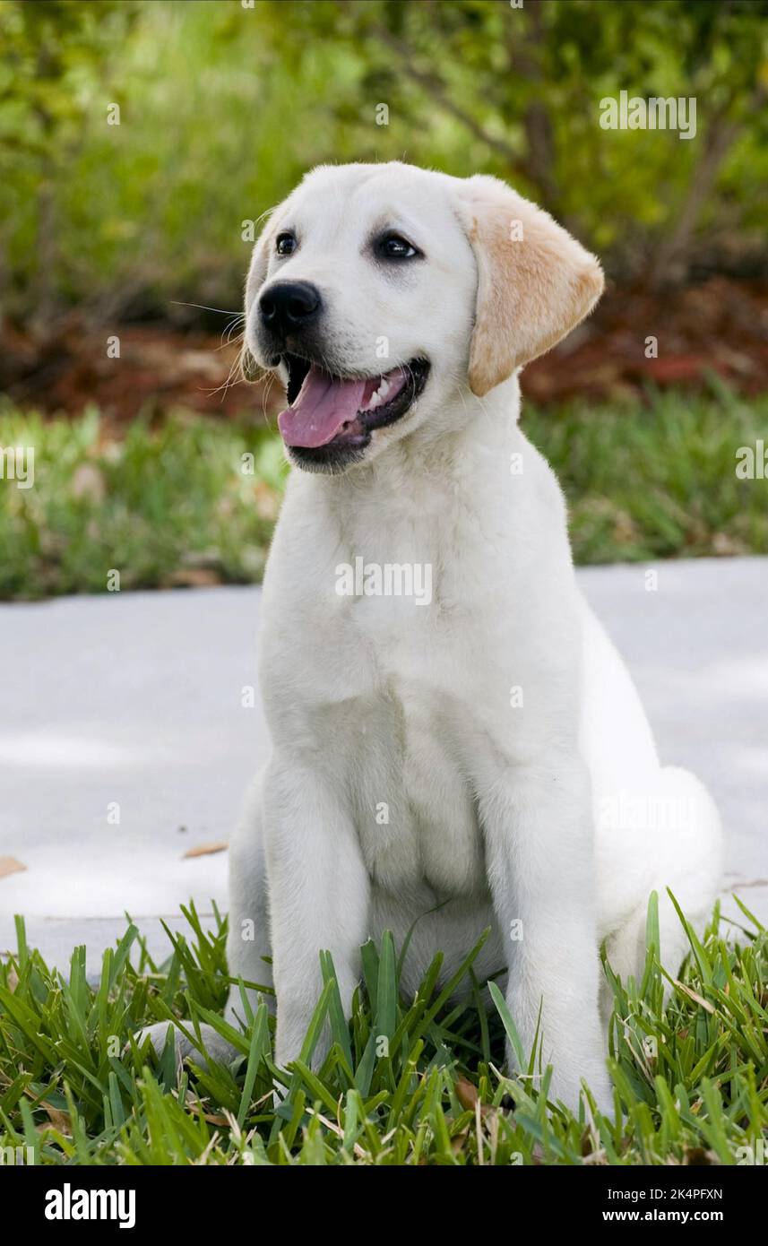 Marley And Me Movie Dog