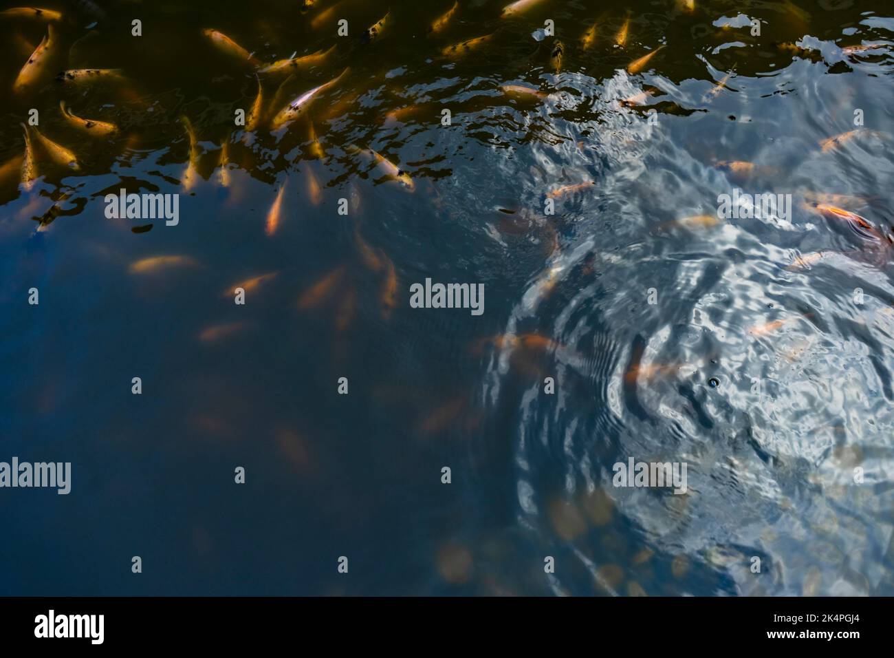 Indonesian catfish are scrambling to eat in a farming pond. Beautiful ...