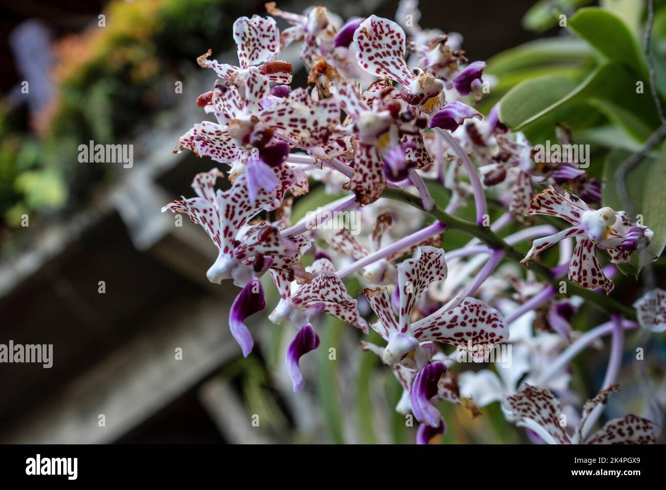 Vanda tricolor orchid is an orchid species native in Indonesia ...