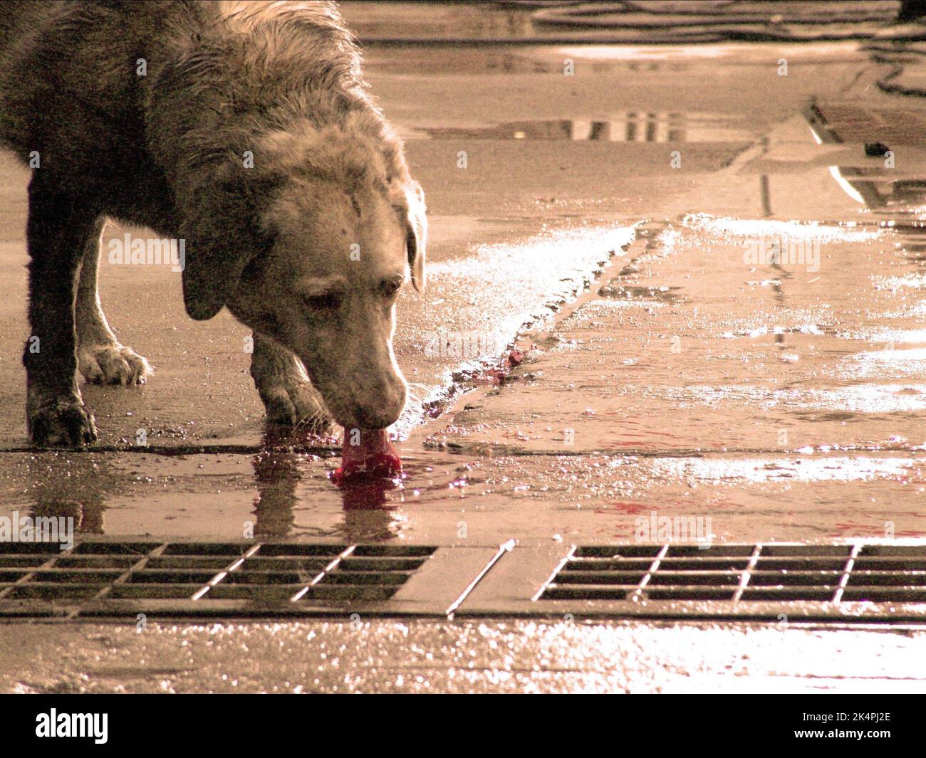 Perro come perro dog 2008 hi-res stock photography and images - Alamy