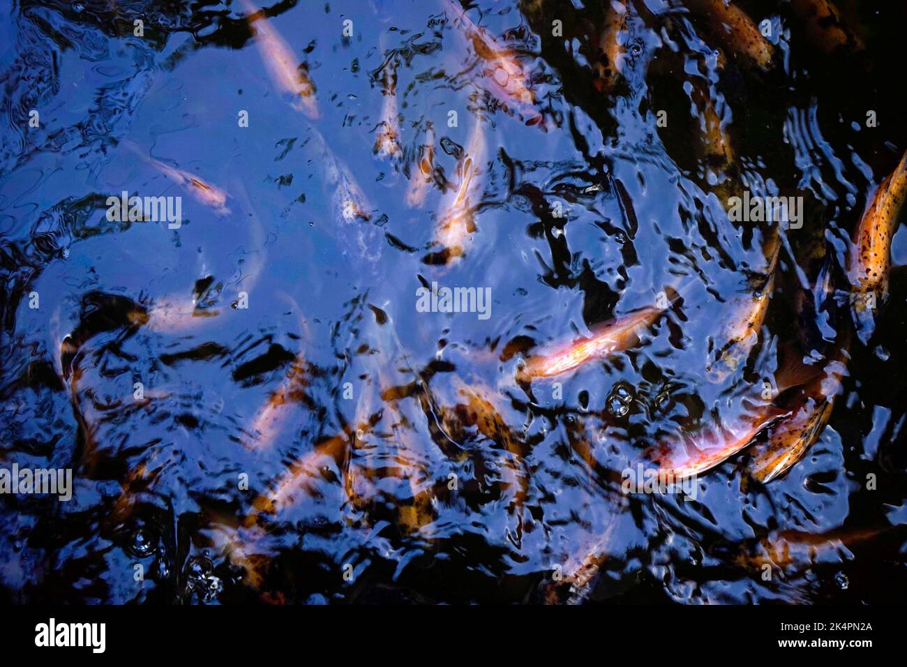 Indonesian catfish are scrambling to eat in a farming pond. Beautiful ...