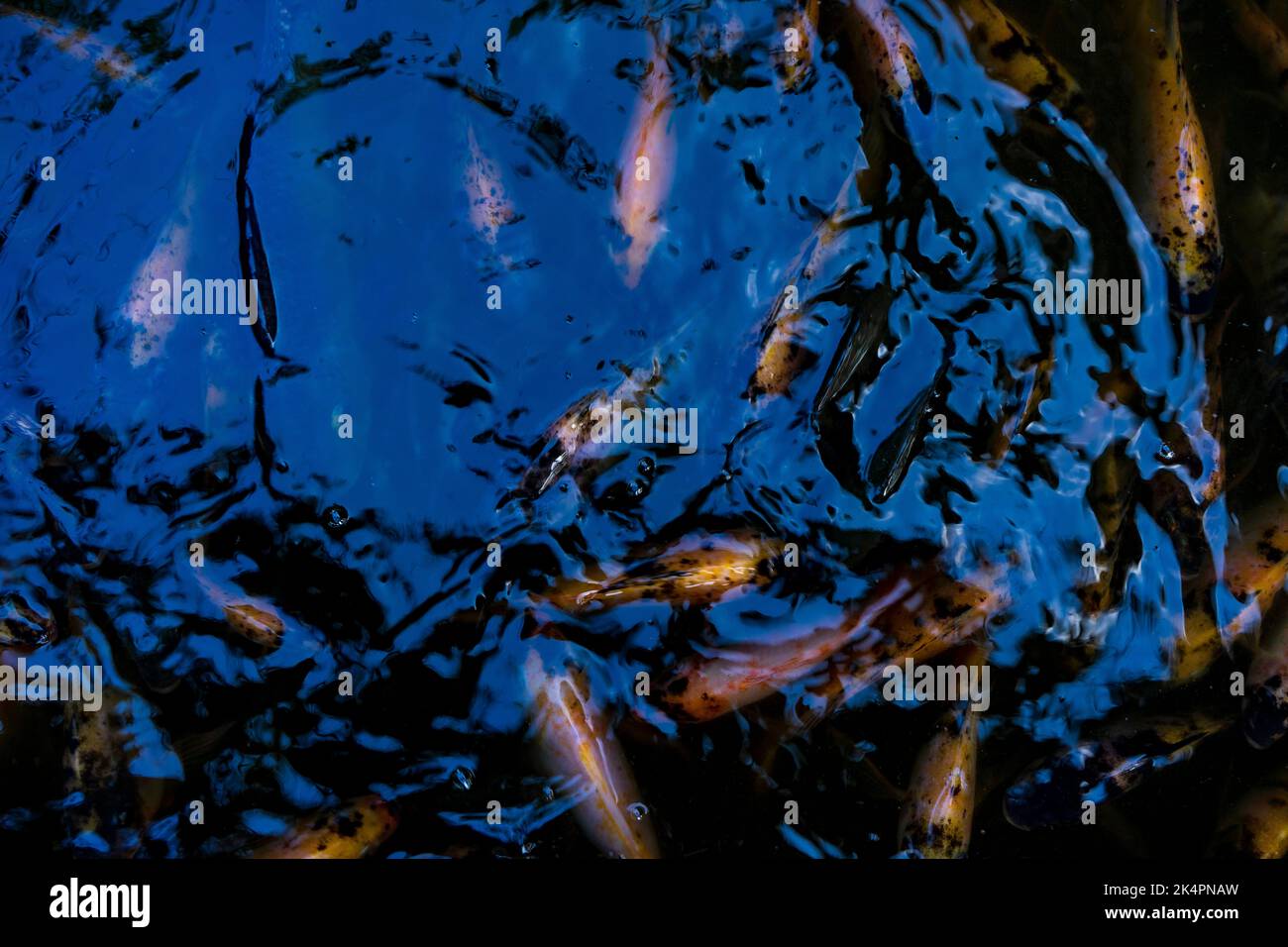 Indonesian catfish are scrambling to eat in a farming pond. Beautiful ...