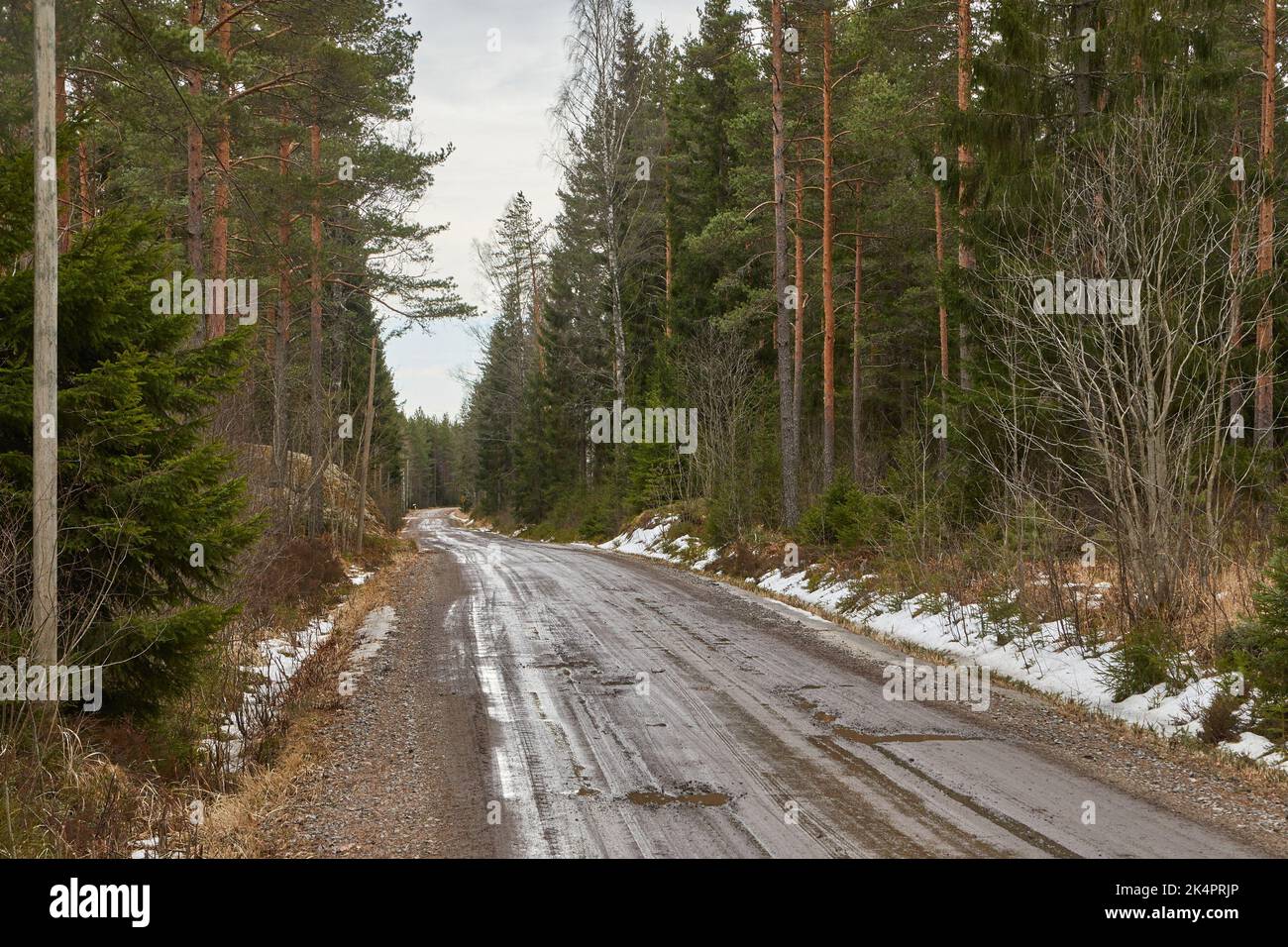 Dirtroad with melting snow mud in the woods Stock Photo - Alamy