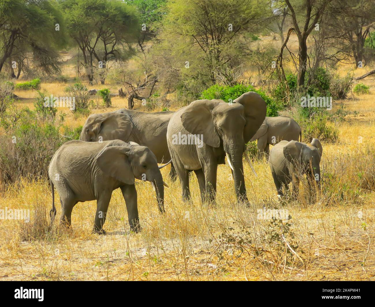 Elephant Family Group in Tarangire National Park, Tanzania, East Africa ...