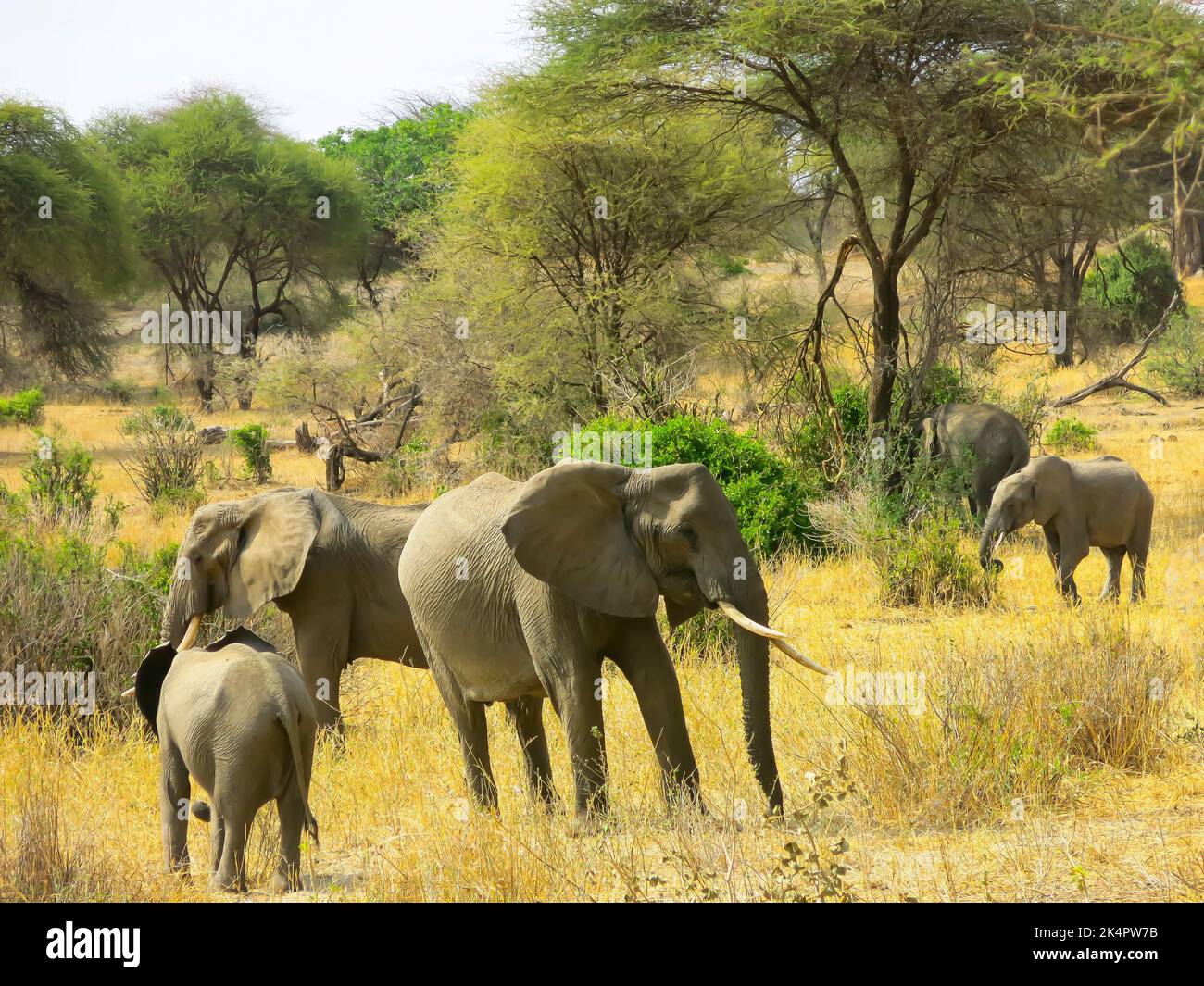 Elephant Family Group in Tarangire National Park, Tanzania, East Africa ...