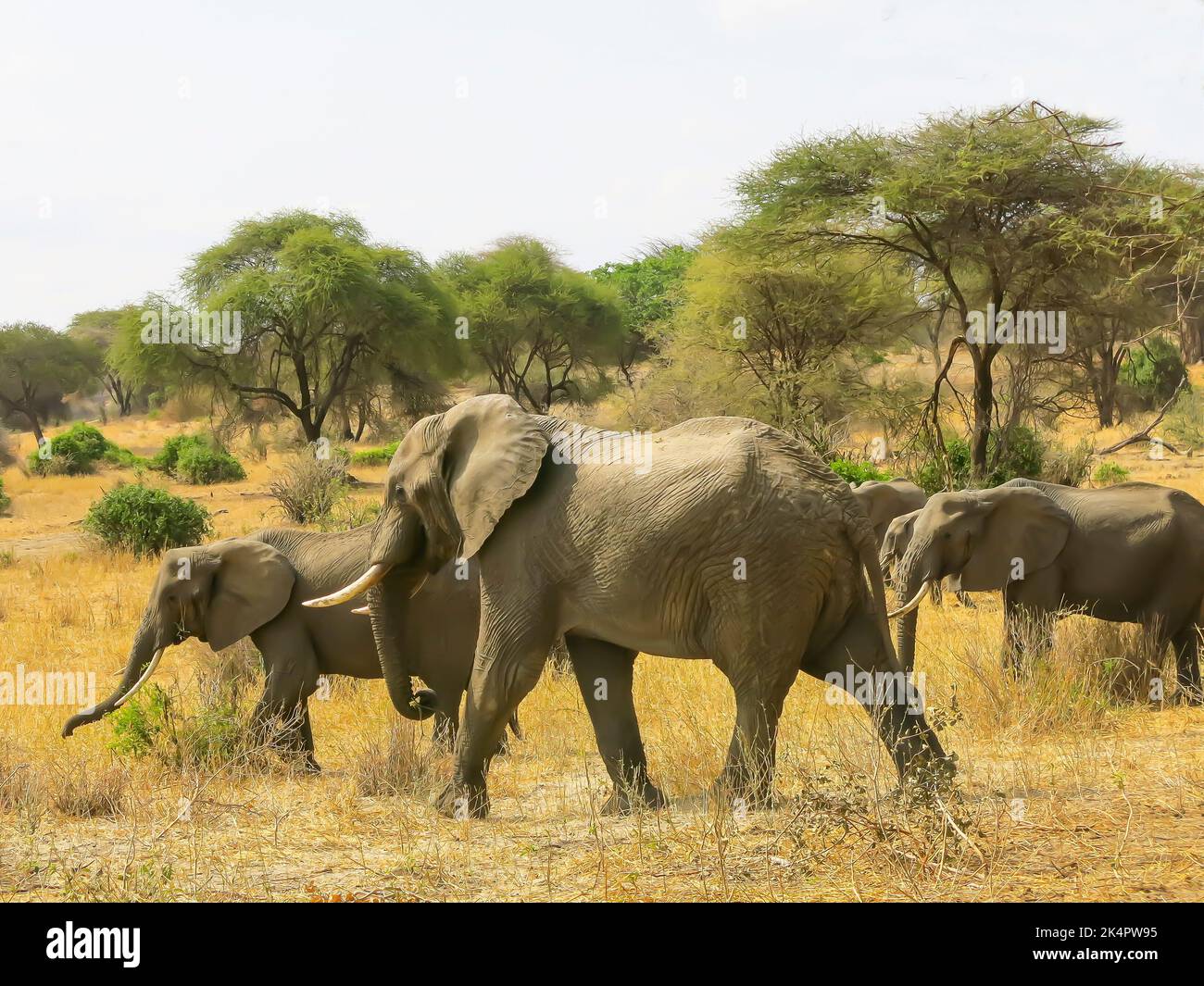 Elephant Family Group in Tarangire National Park, Tanzania, East Africa ...