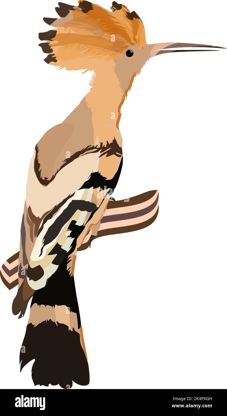 Hoopoe bird vector vectors hi-res stock photography and images - Alamy