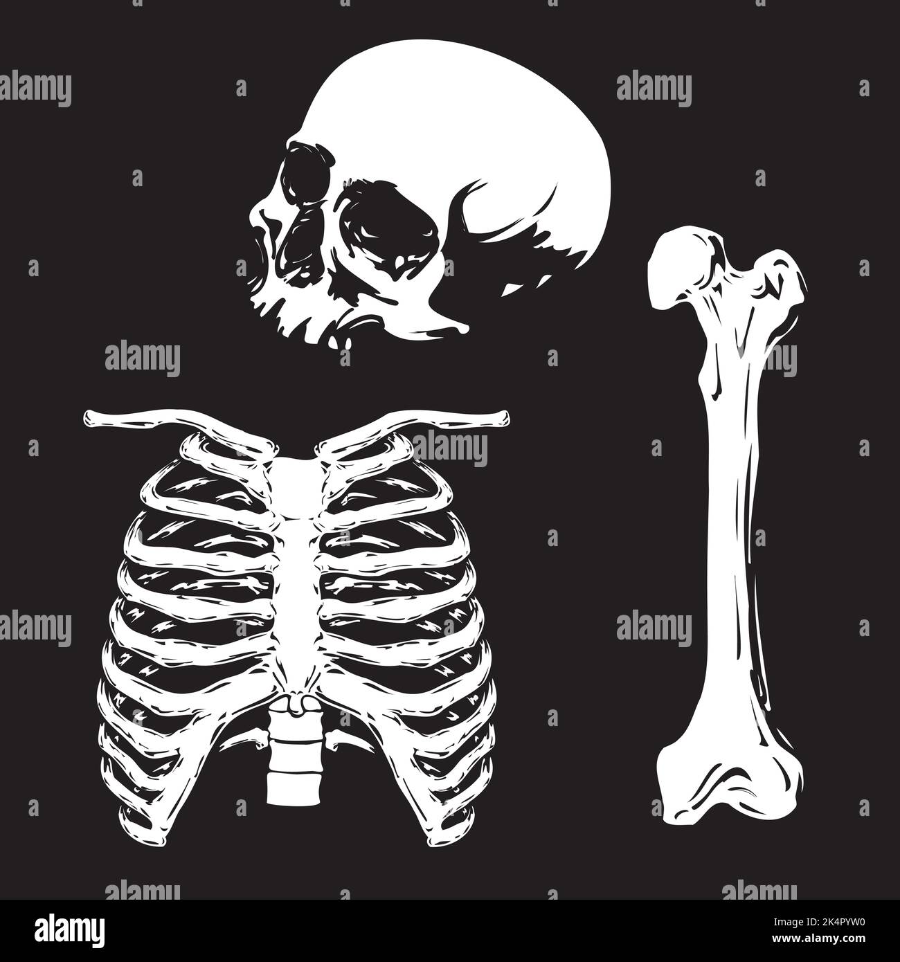 A white bone, skull and ribcage on the black background Stock Vector ...