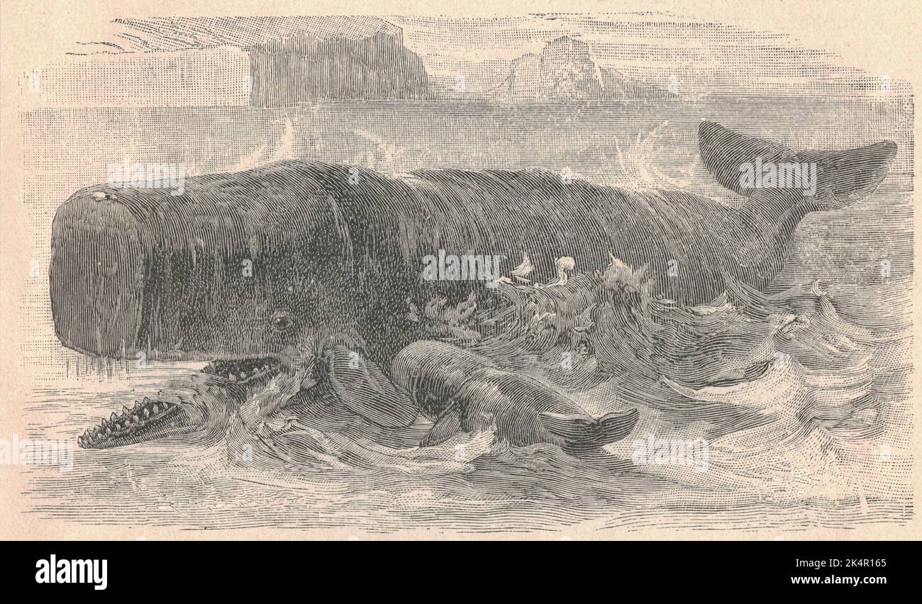 Whale skeleton illustration hi-res stock photography and images - Alamy