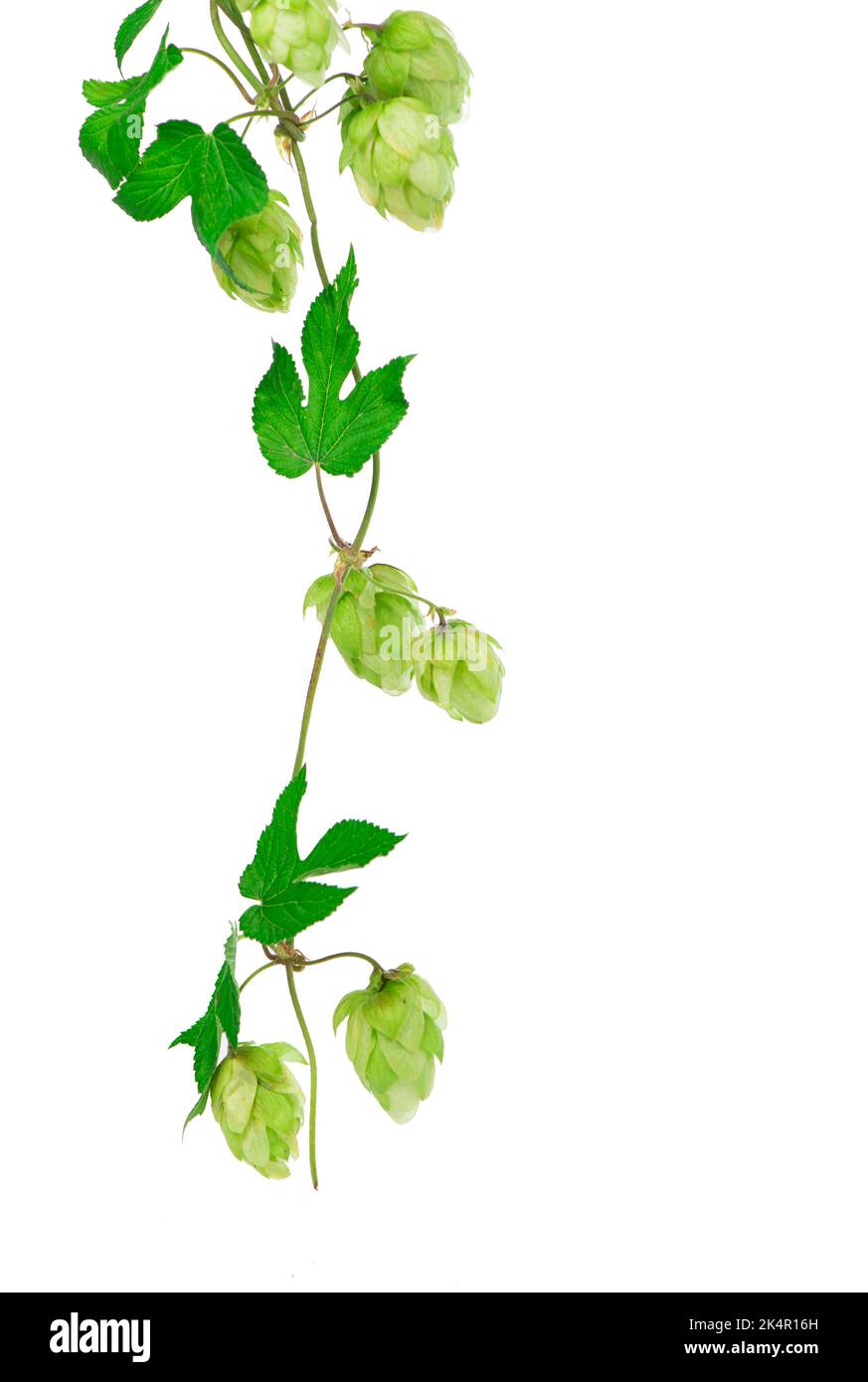 Pile of cones Cut Out Stock Images & Pictures - Alamy