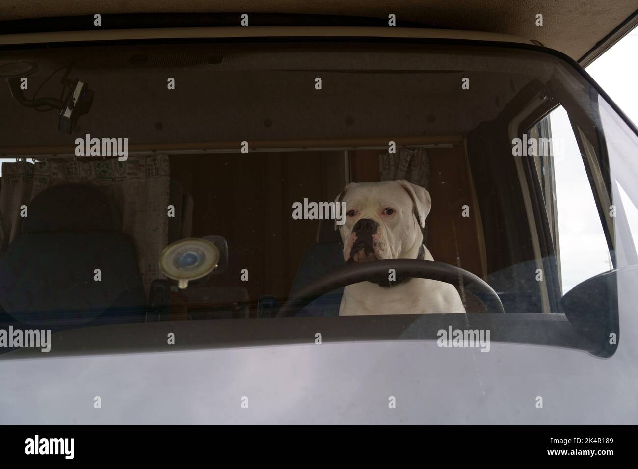The dog loves to ride in the car The dog sits on the seat of the car ...