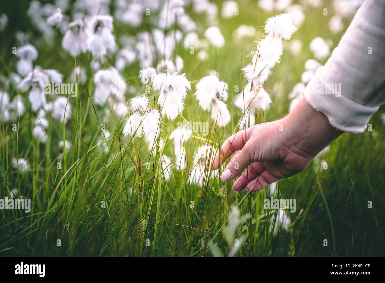 A closeup of a person's hand touching some tall grass Stock Photo - Alamy