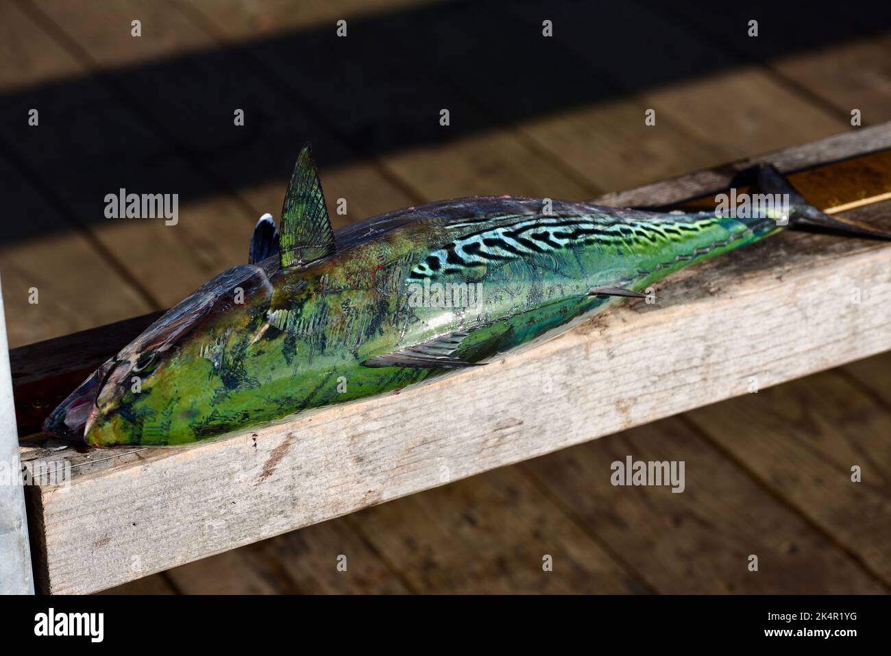 False albacore fish hi-res stock photography and images - Alamy