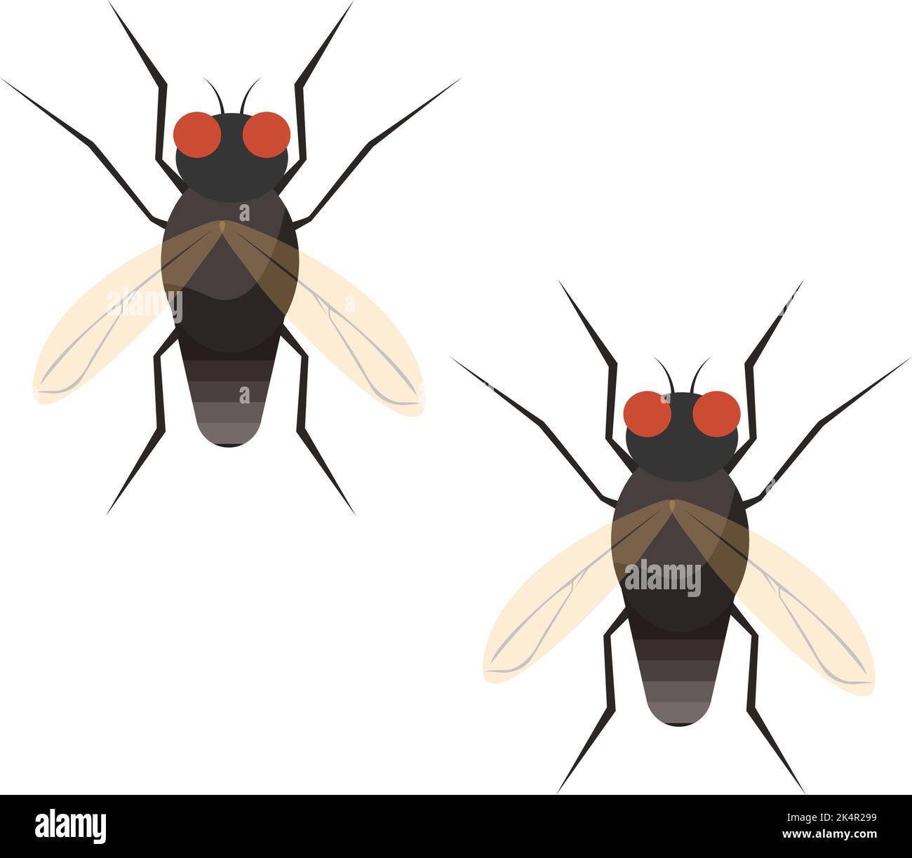 House mosquito Stock Vector Images - Alamy