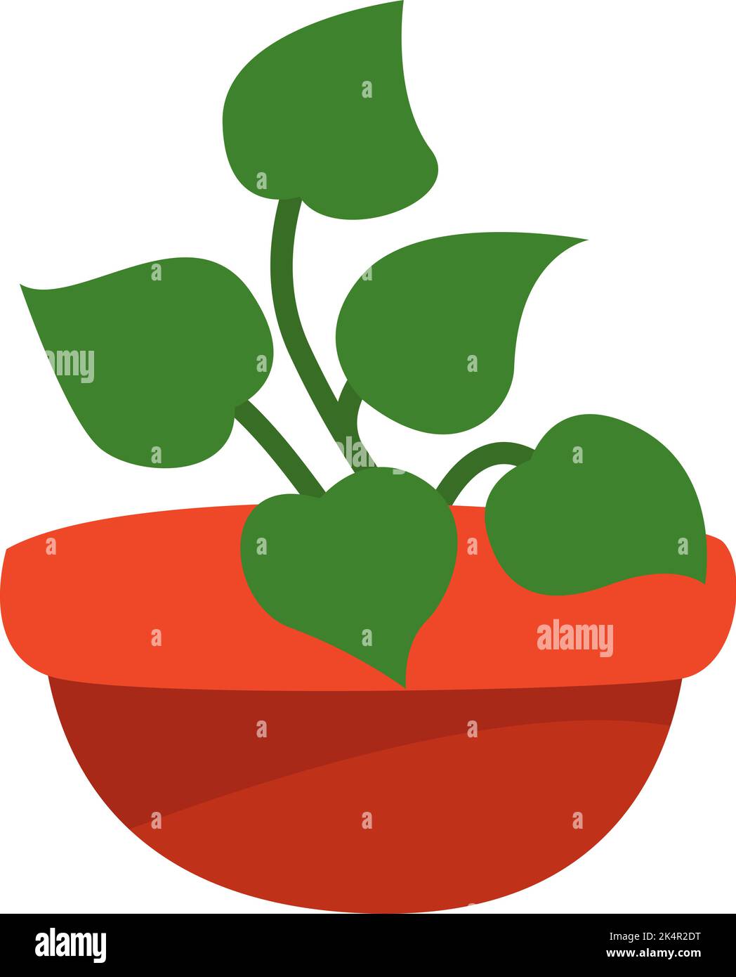 Pothos plant in pot, illustration, vector on a white background Stock ...