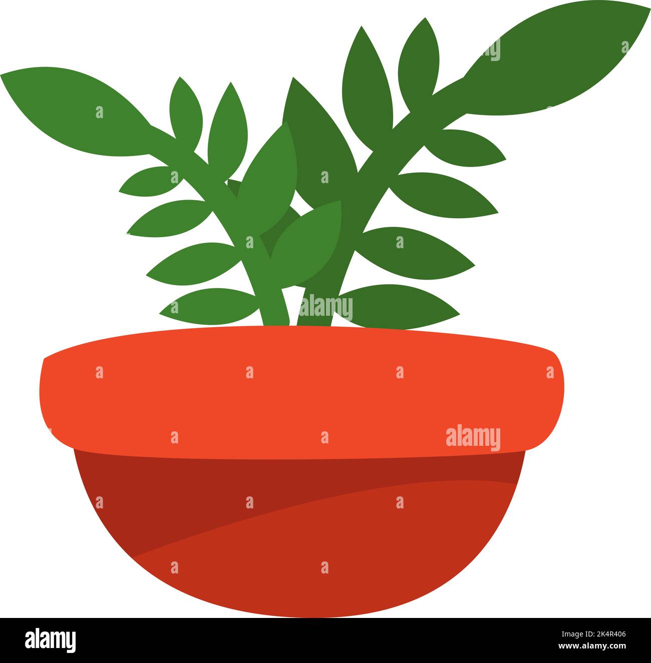 ZZ plant, illustration, vector on a white background Stock Vector Image ...