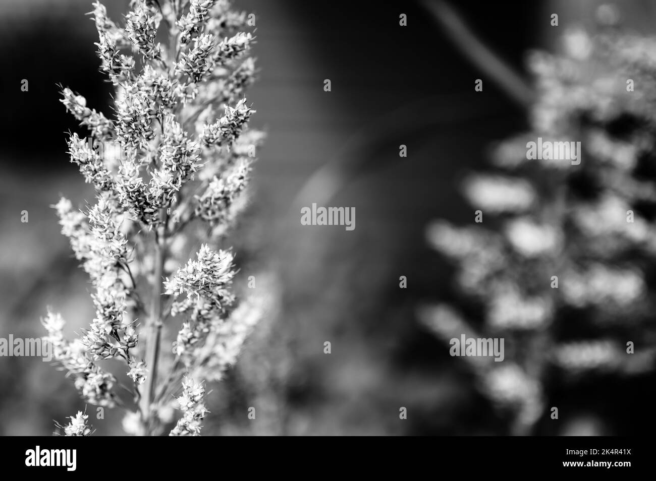 Mature grain sorghum Black and White Stock Photos & Images - Alamy